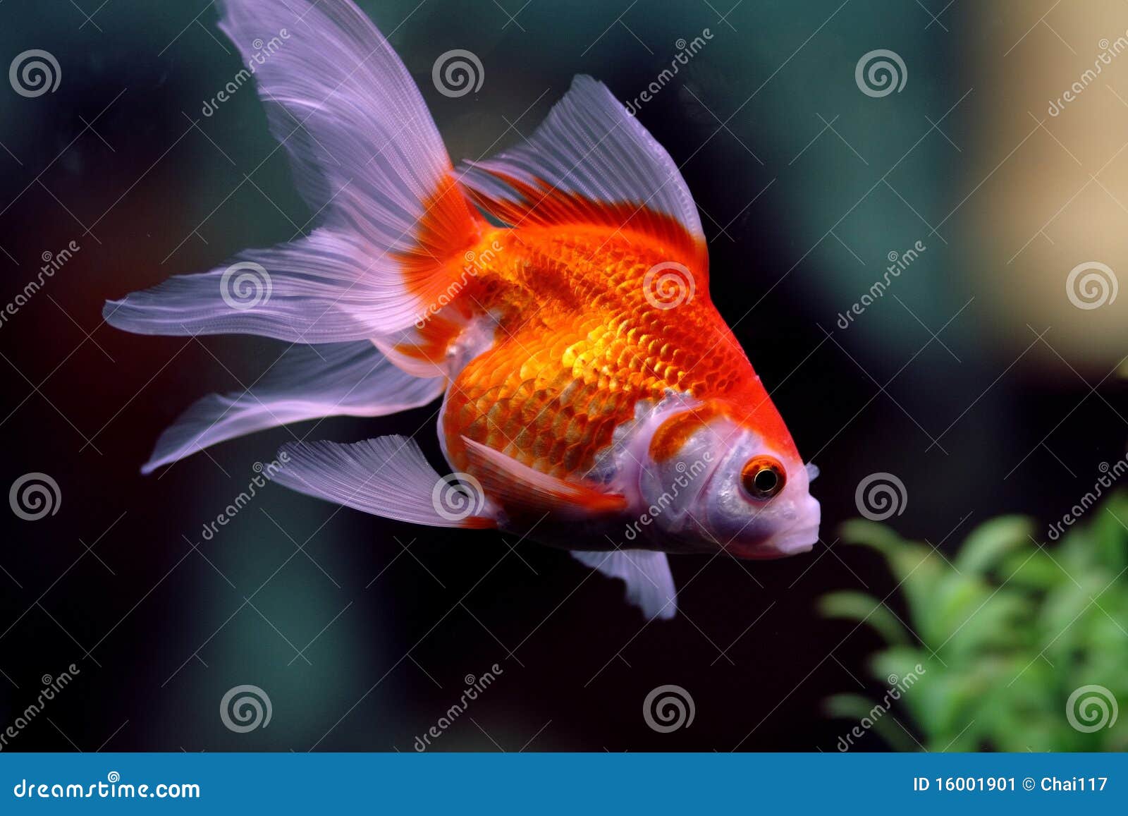 Gold fish stock image. Image of gold, golden, beautiful - 16001901
