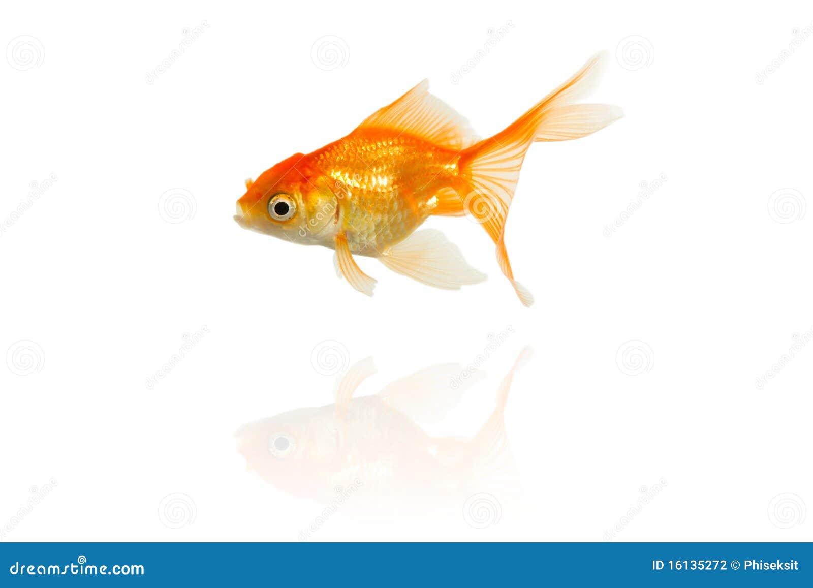 Gold fish stock photo. Image of gill, gold, aquarium - 16135272