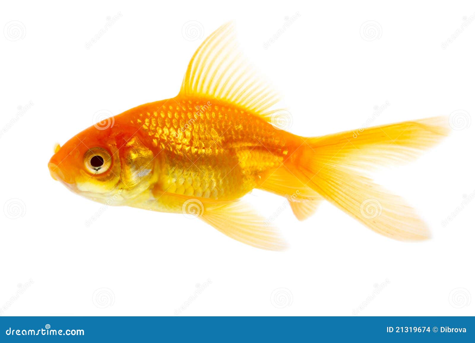 Gold Fish stock photo. Image of isolated, swim, goldfish - 21319674
