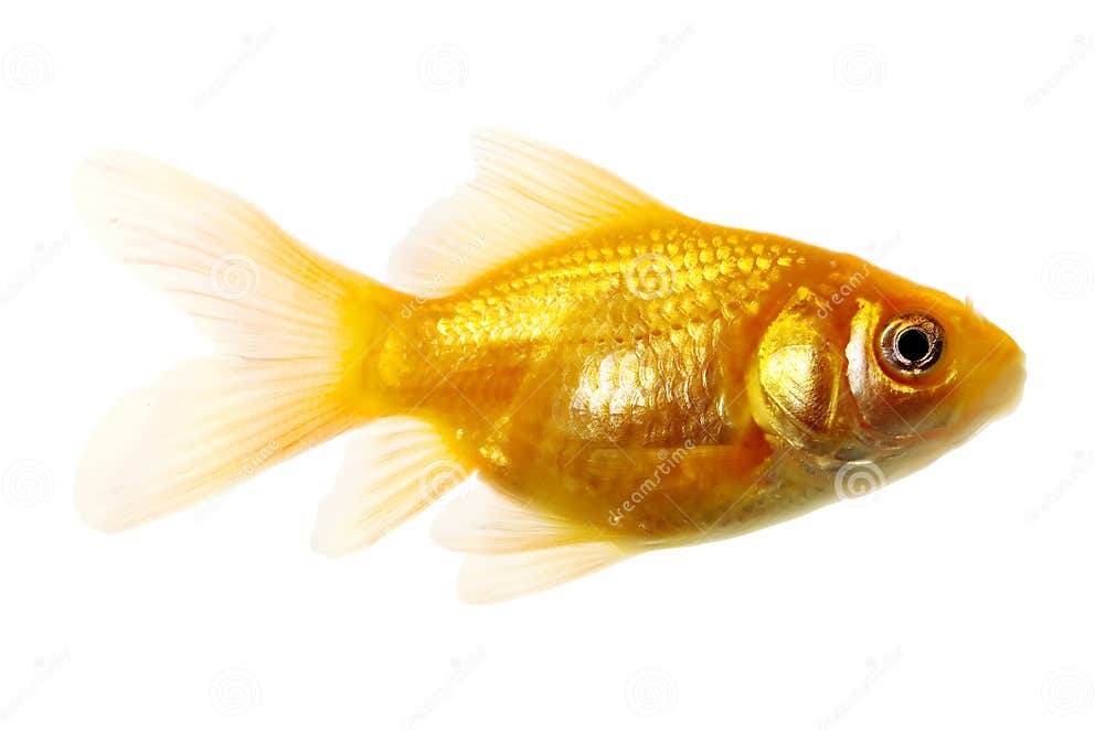Gold fish stock image. Image of animals, cute, friendship - 2359741