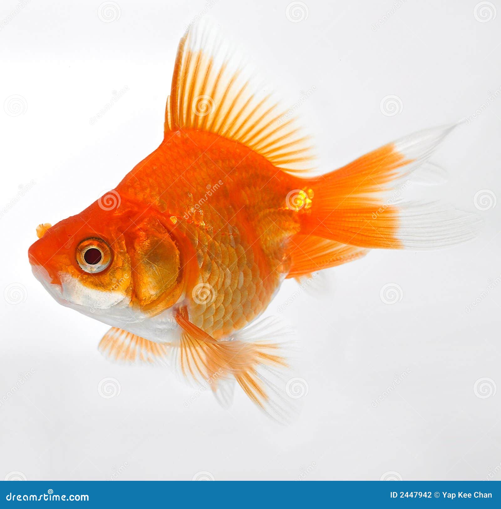 Gold fish stock photo. Image of pets, blur, scale, color - 2447942