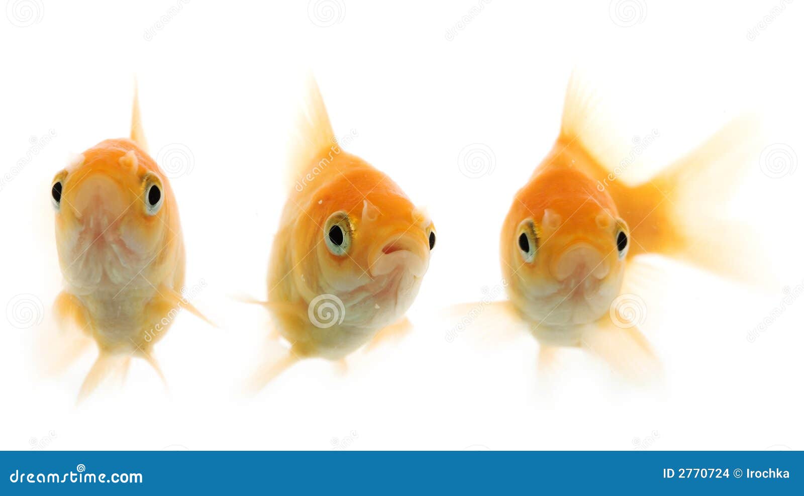Gold fish stock photo. Image of fish, animals, aquarium - 2770724