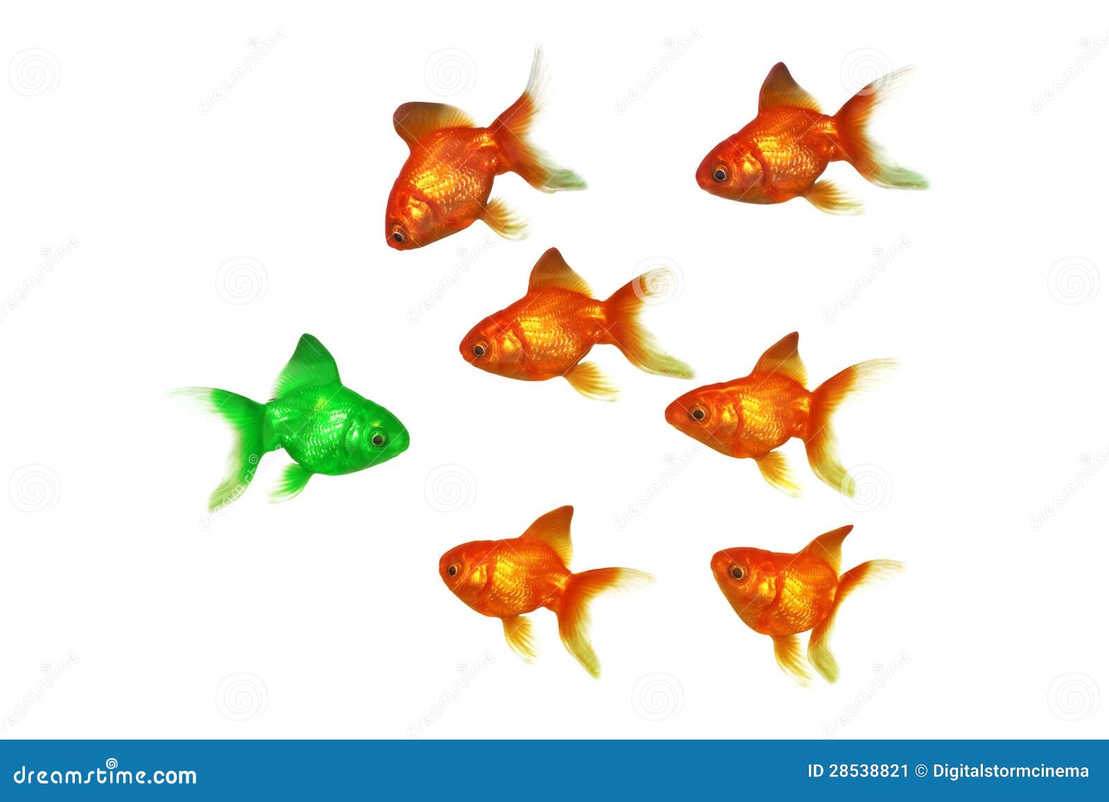 Gold fish stock image. Image of ideas, fish, nature, crowd - 28538821