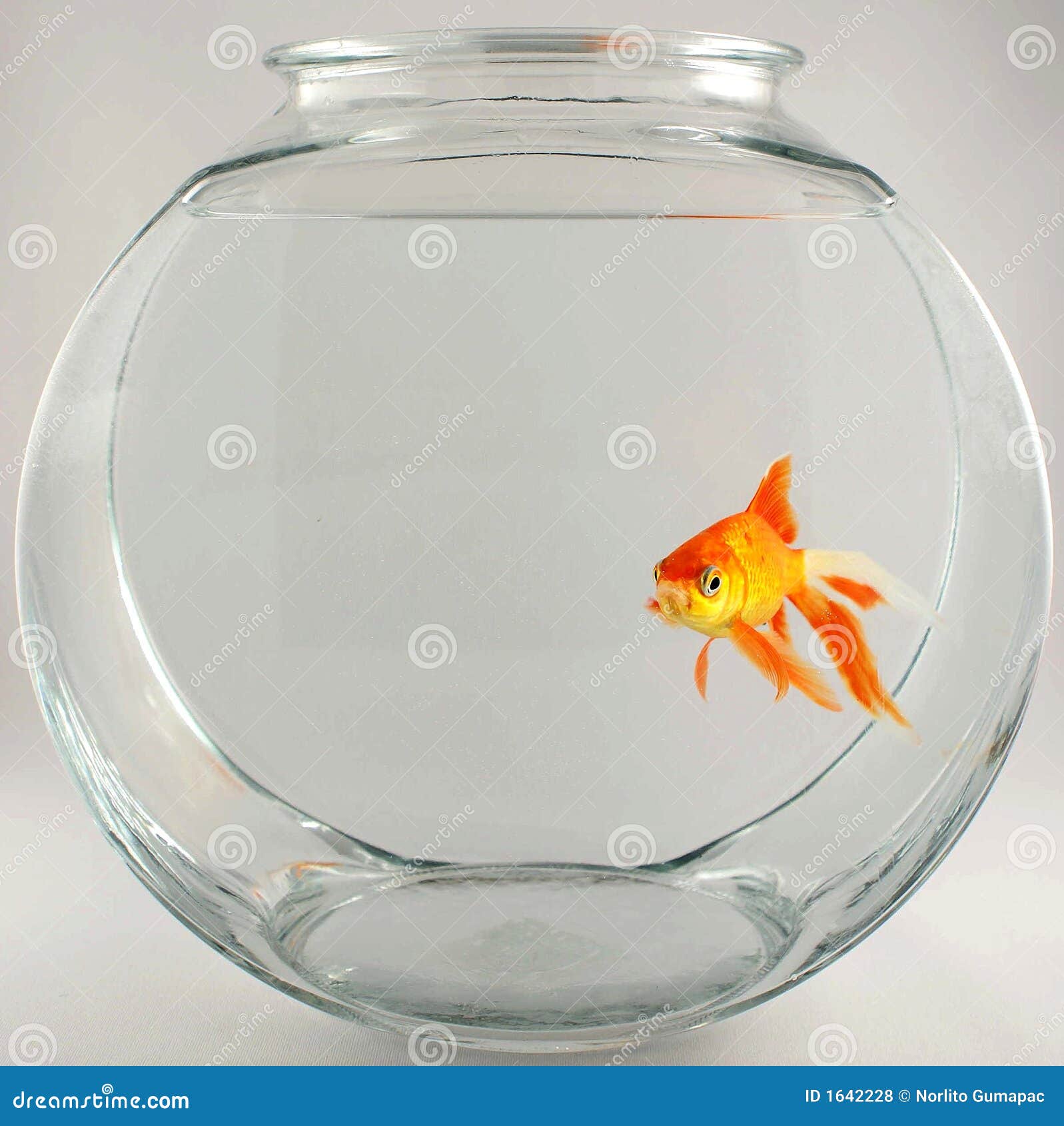 Gold fish 4 stock photo. Image of tank, transparent, fish - 1642228
