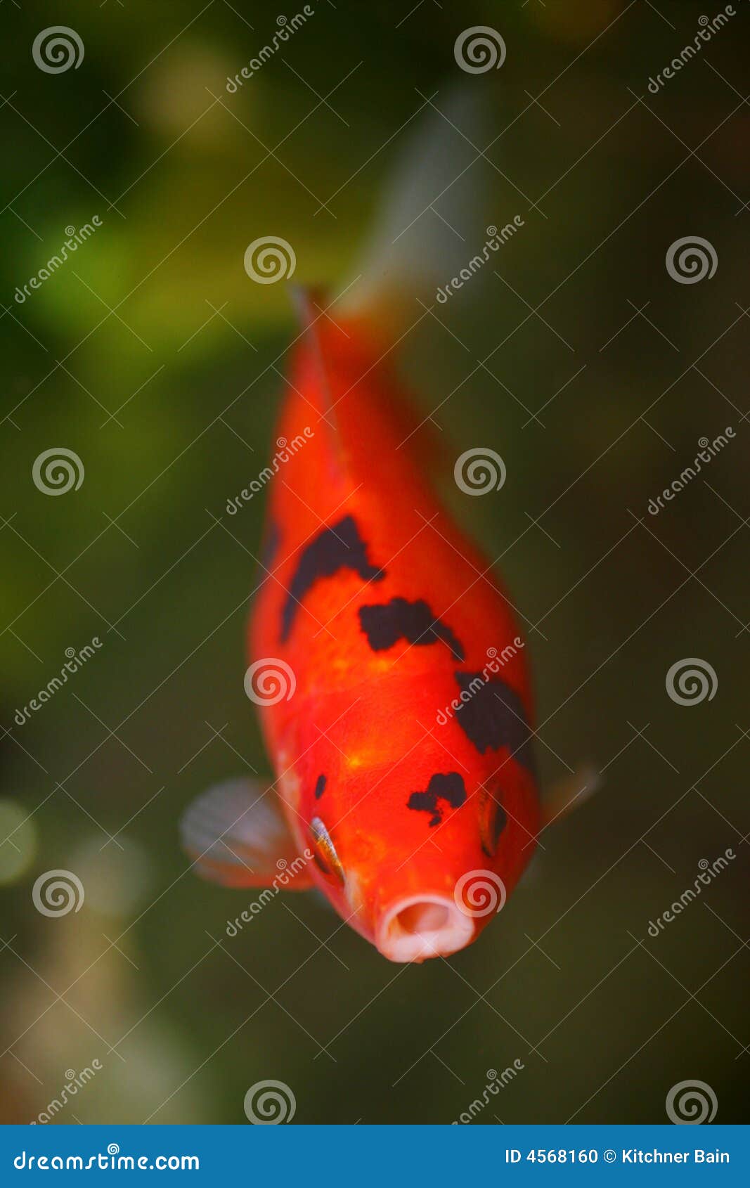 Gold Fish stock photo. Image of gold, aqua, goldfish, wildlife - 4568160