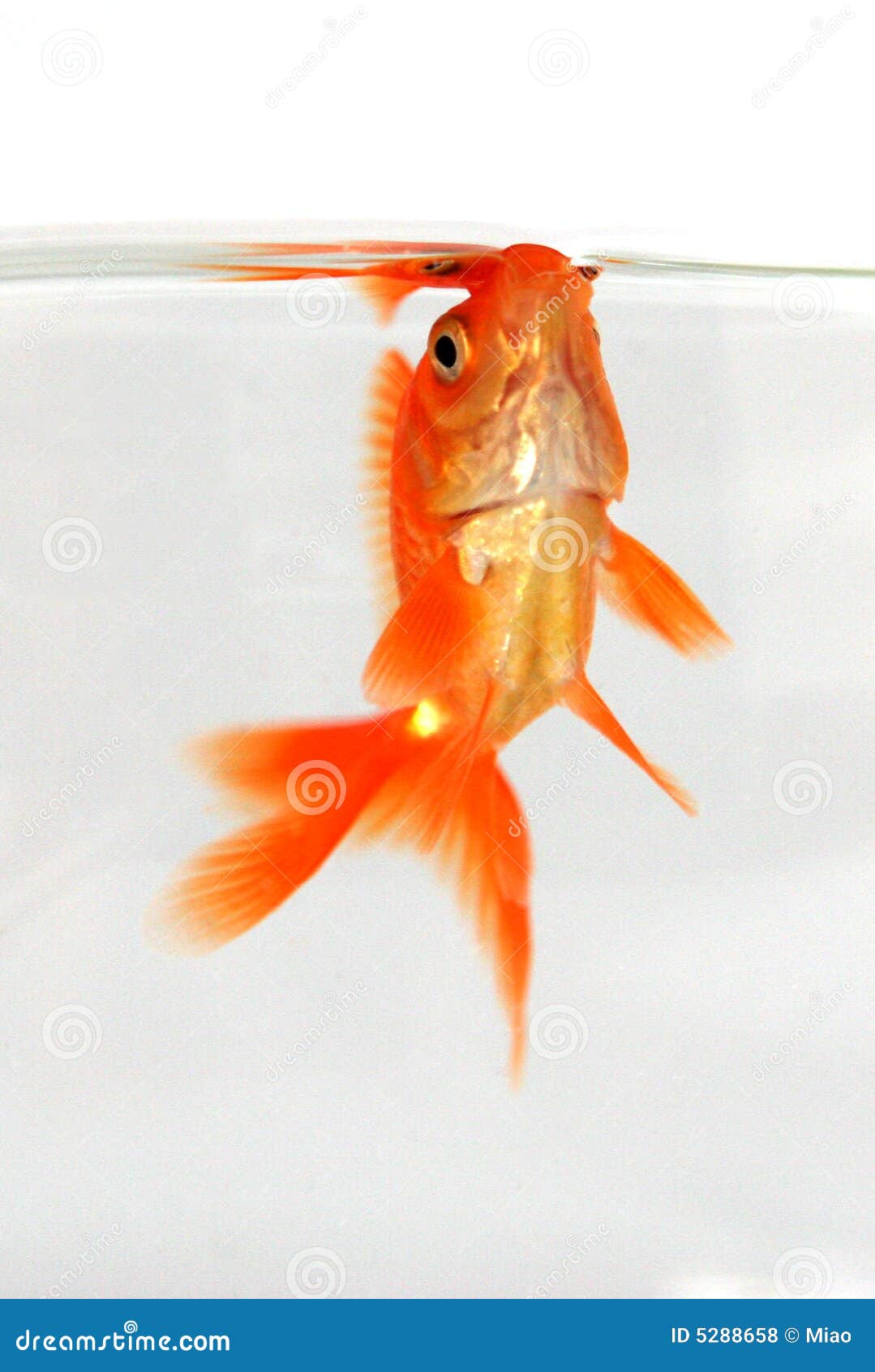 Gold fish stock photo. Image of tropical, bottom, marine - 5288658