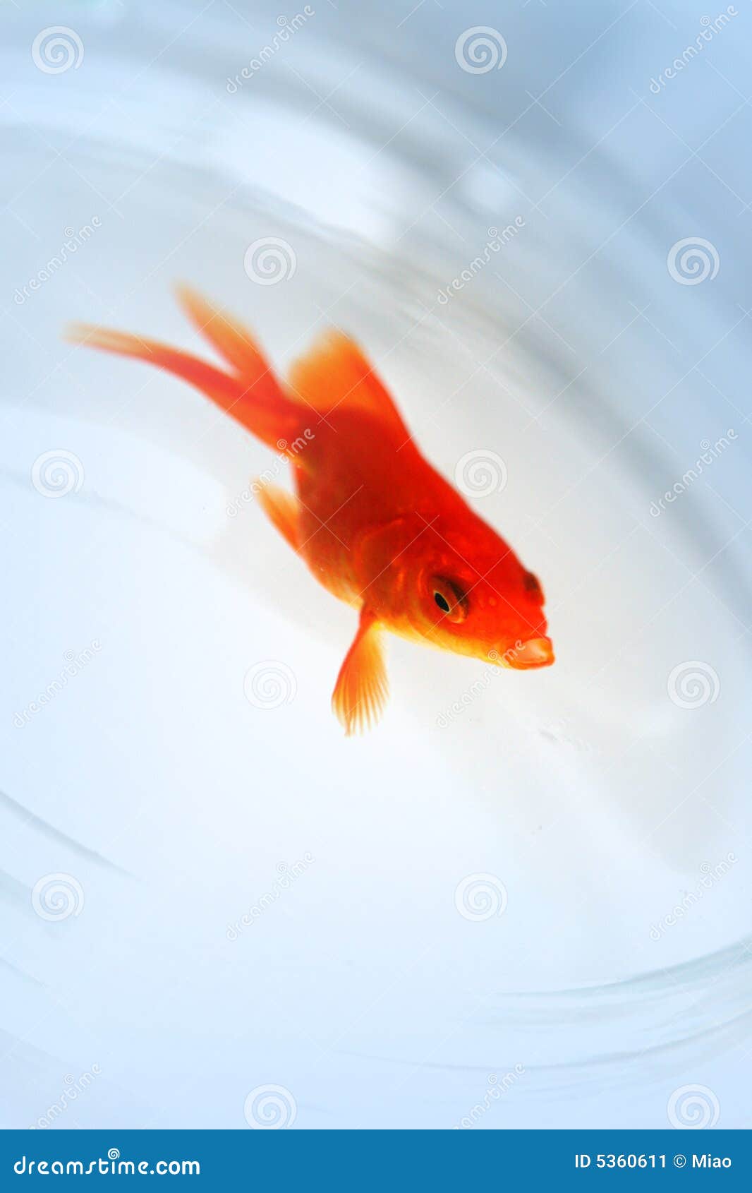 Gold fish stock image. Image of water, mouth, fins, swimming - 5360611