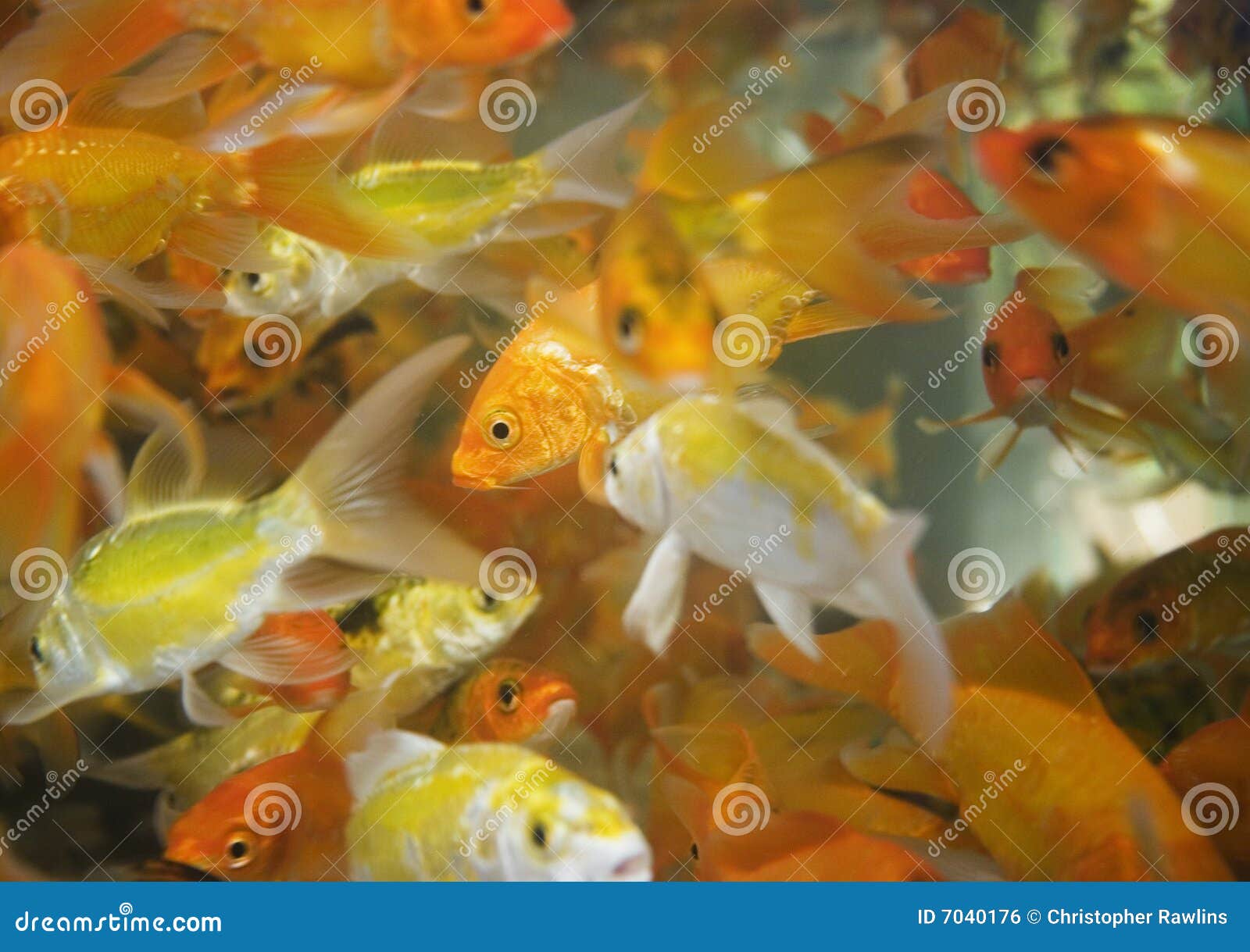 Gold fish stock photo. Image of garden, maintainance, fresh - 7040176