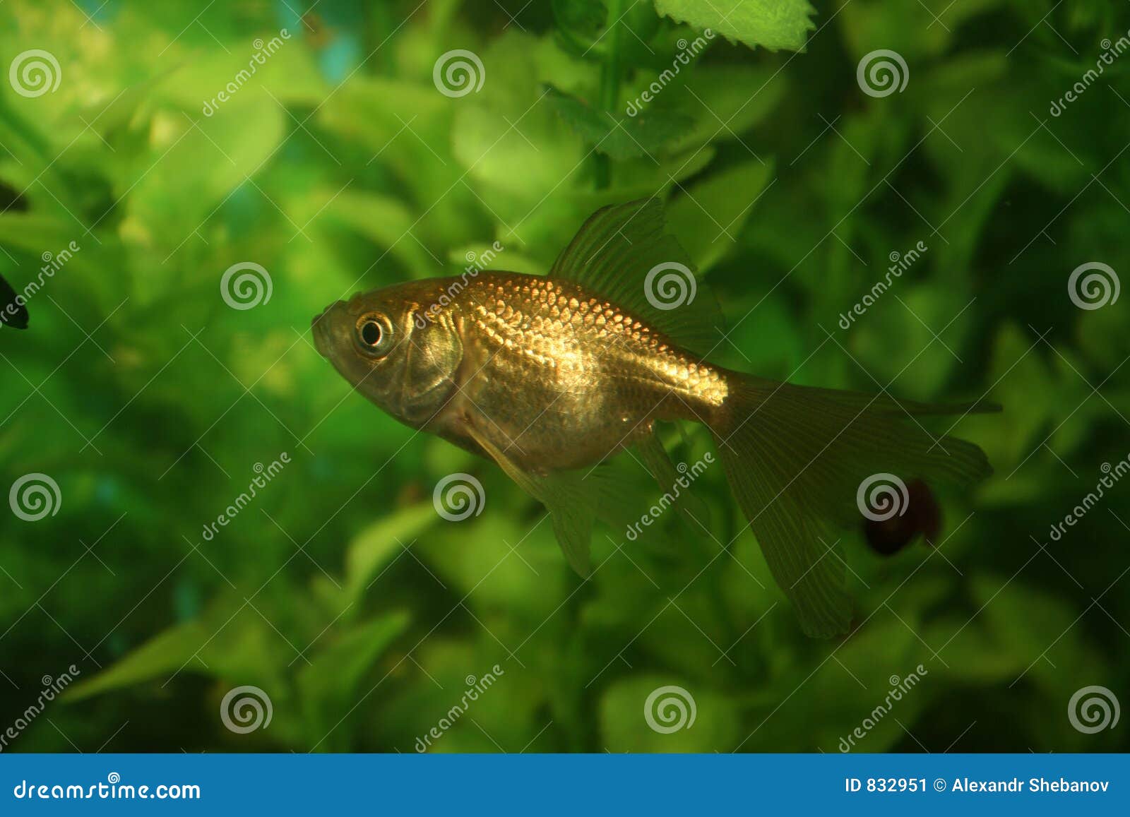 Gold fish stock image. Image of relaxation, summer, gold - 832951