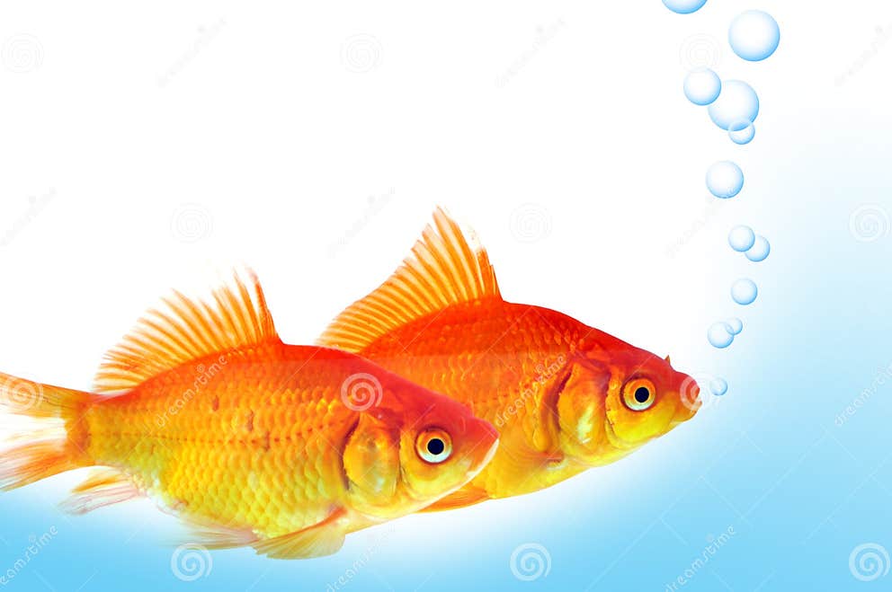 Gold fish stock photo. Image of beauty, bubbles, beautiful - 9145740