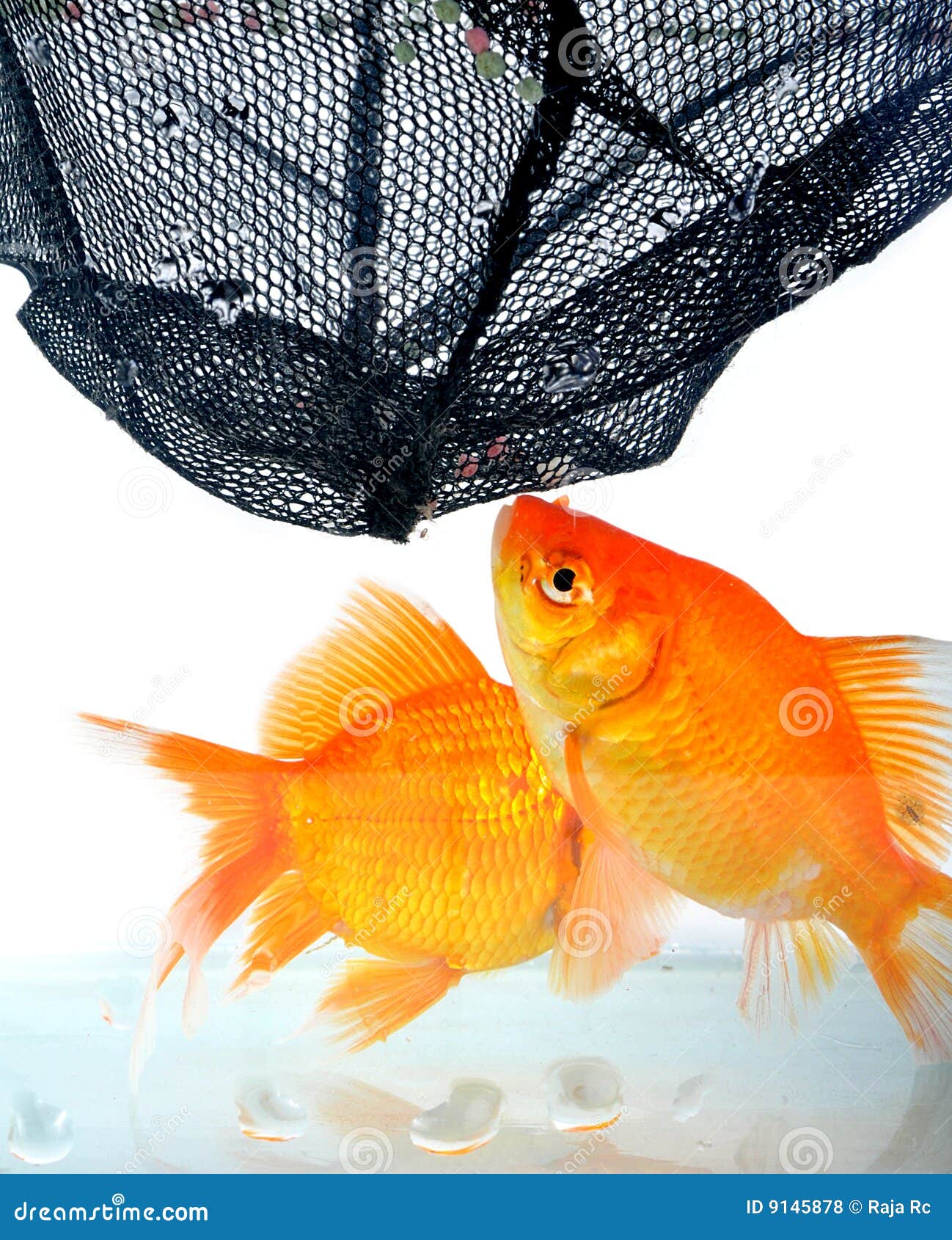 Gold fish stock photo. Image of colors, freedom, flying - 9145878