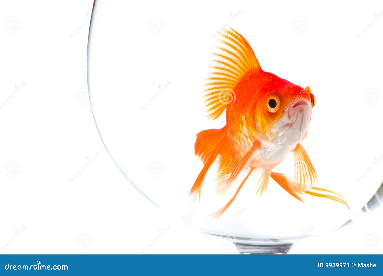 Gold fish stock image. Image of lovely, tropical, gold - 9939971