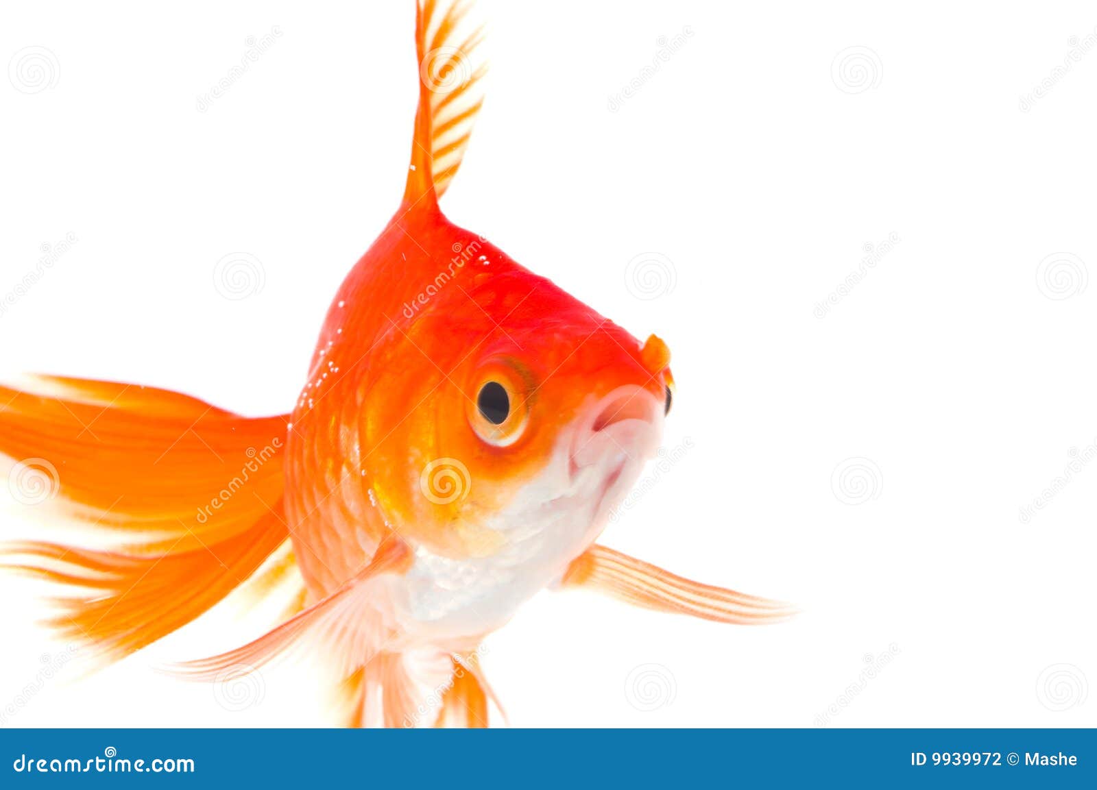 Gold fish stock photo. Image of isolated, goldenfish, fish - 9939972