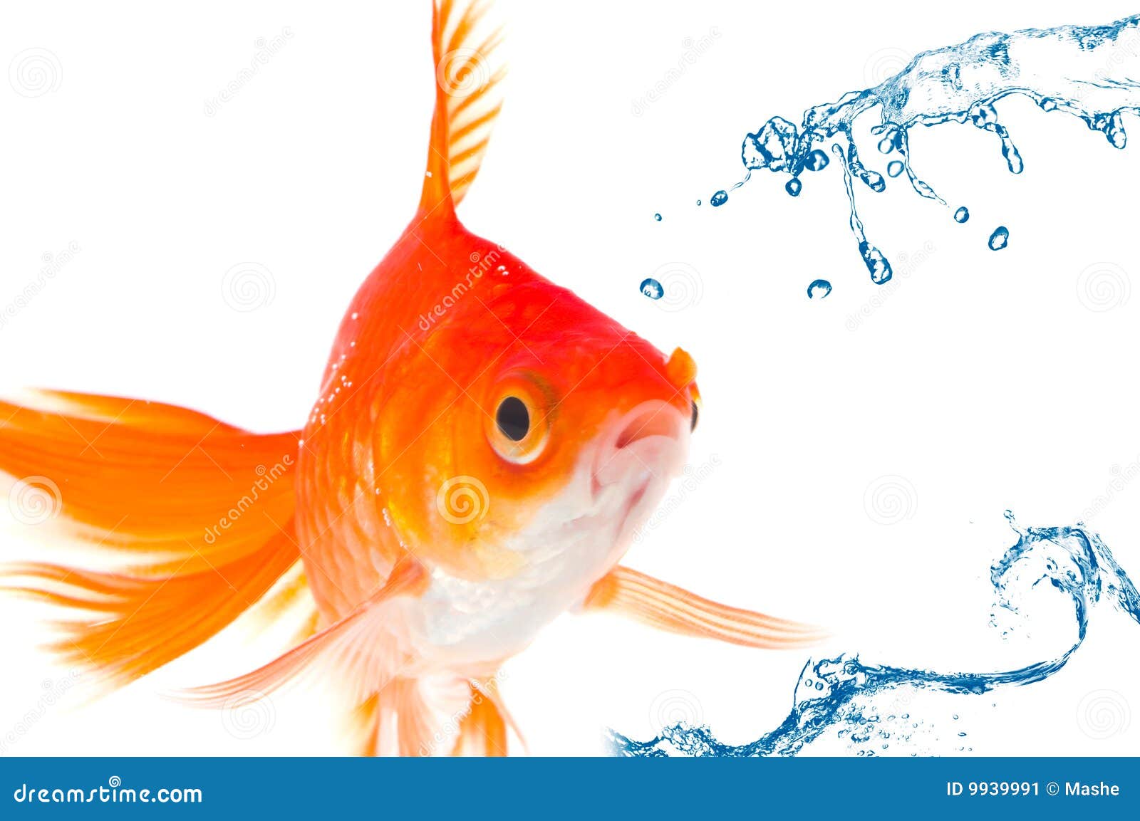 Gold fish stock image. Image of carp, gold, goldfishes - 9939991