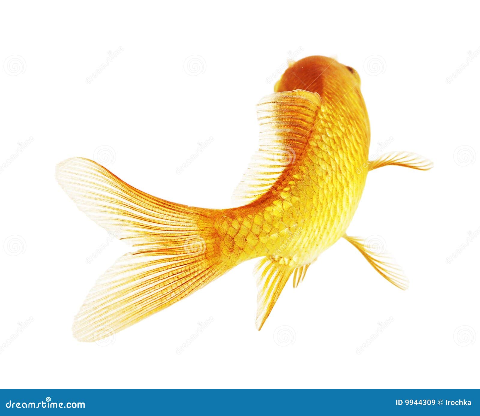 Gold fish stock image. Image of tank, macro, cute, aquatic - 9944309