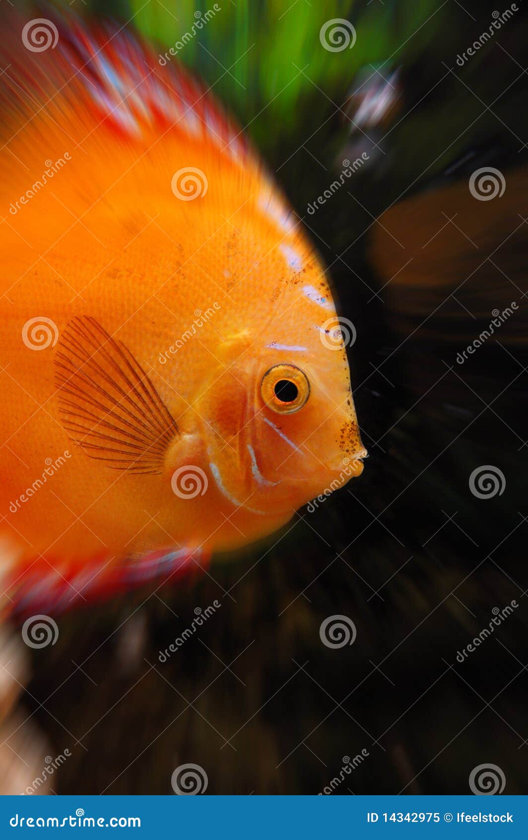 Gold fish in aquarium stock image. Image of concept, camera - 14342975