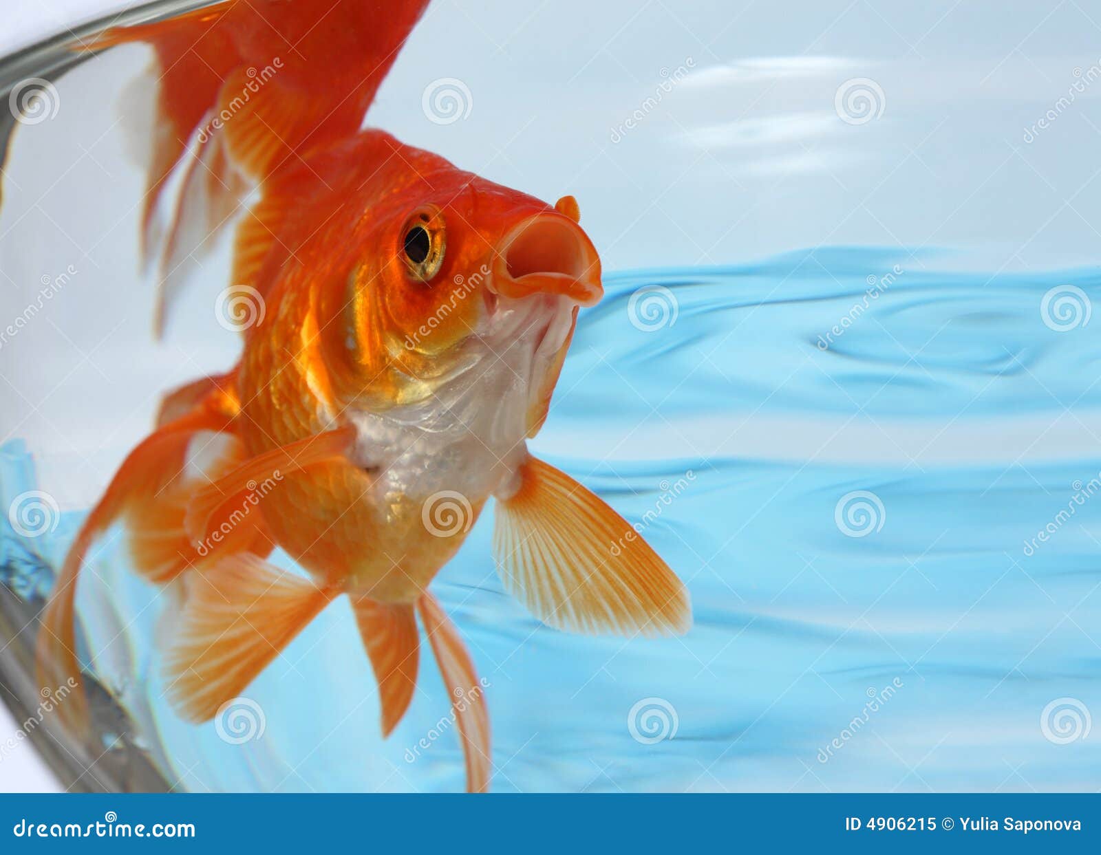 Gold fish in an aquarium stock image. Image of nature - 4906215