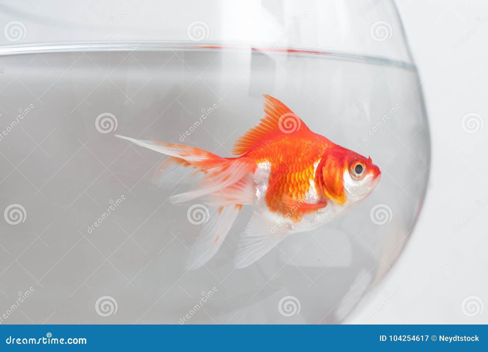 Gold fish in aquarium stock image. Image of goldfish - 104254617