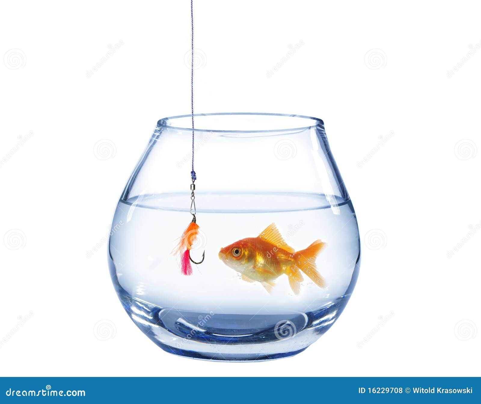 Gold Fish and Artificial Fly Stock Photo - Image of close, artificial ...
