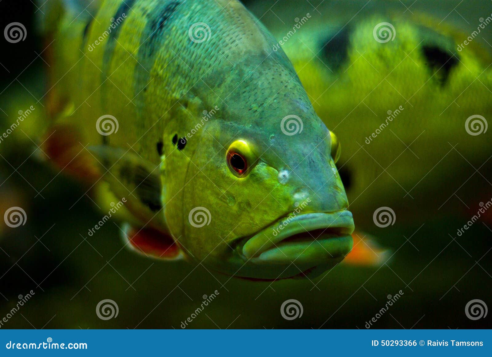 Gold fish with black eye. stock photo. Image of ocean - 50293366