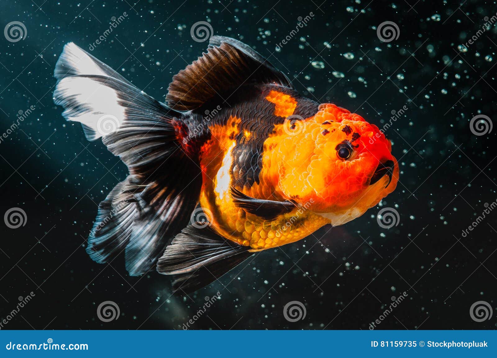 A gold fish on black sun stock image. Image of detail - 81159735