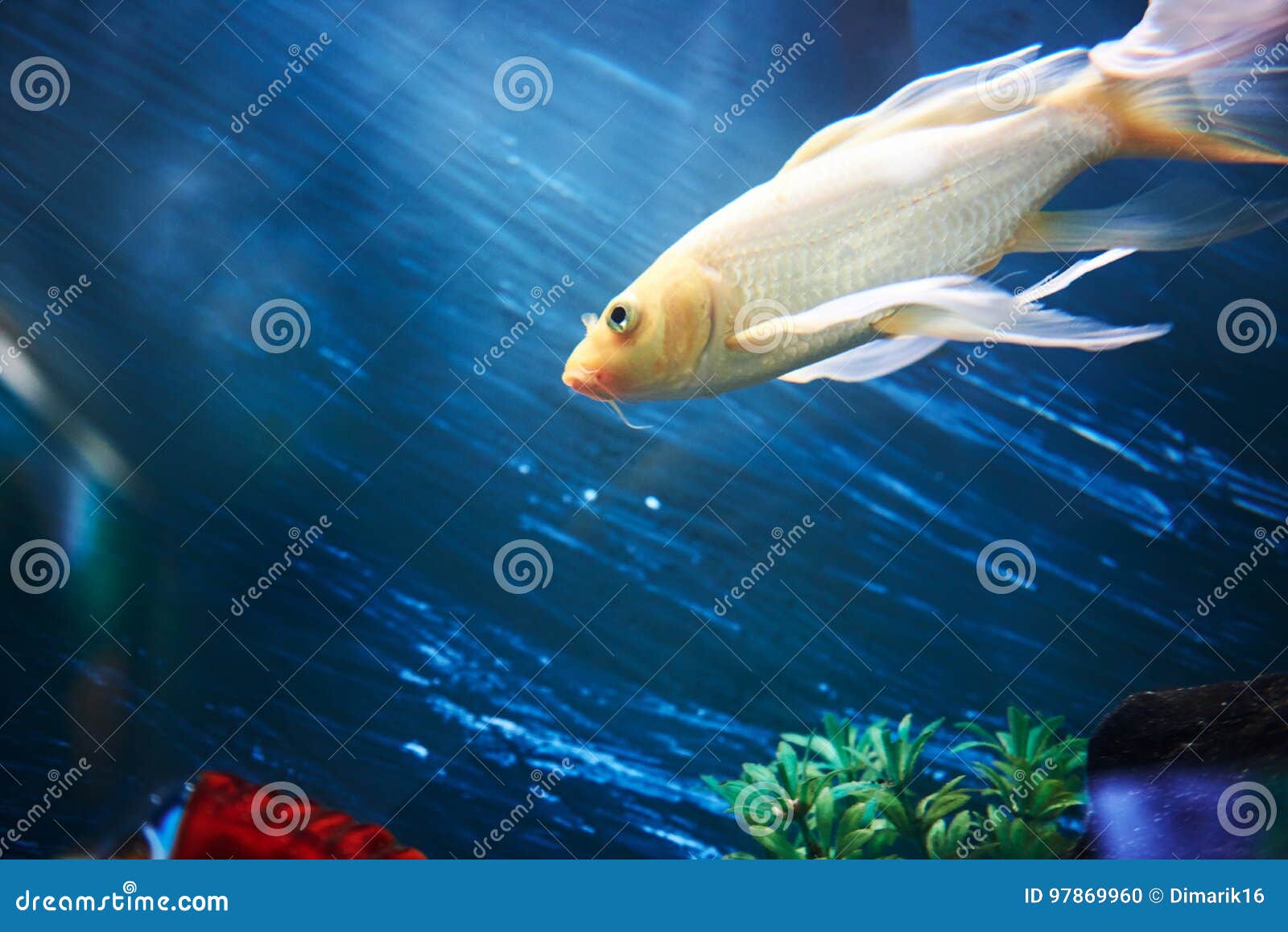 Gold Fish in Blue Aquarium Water Stock Photo - Image of beautiful, fish ...