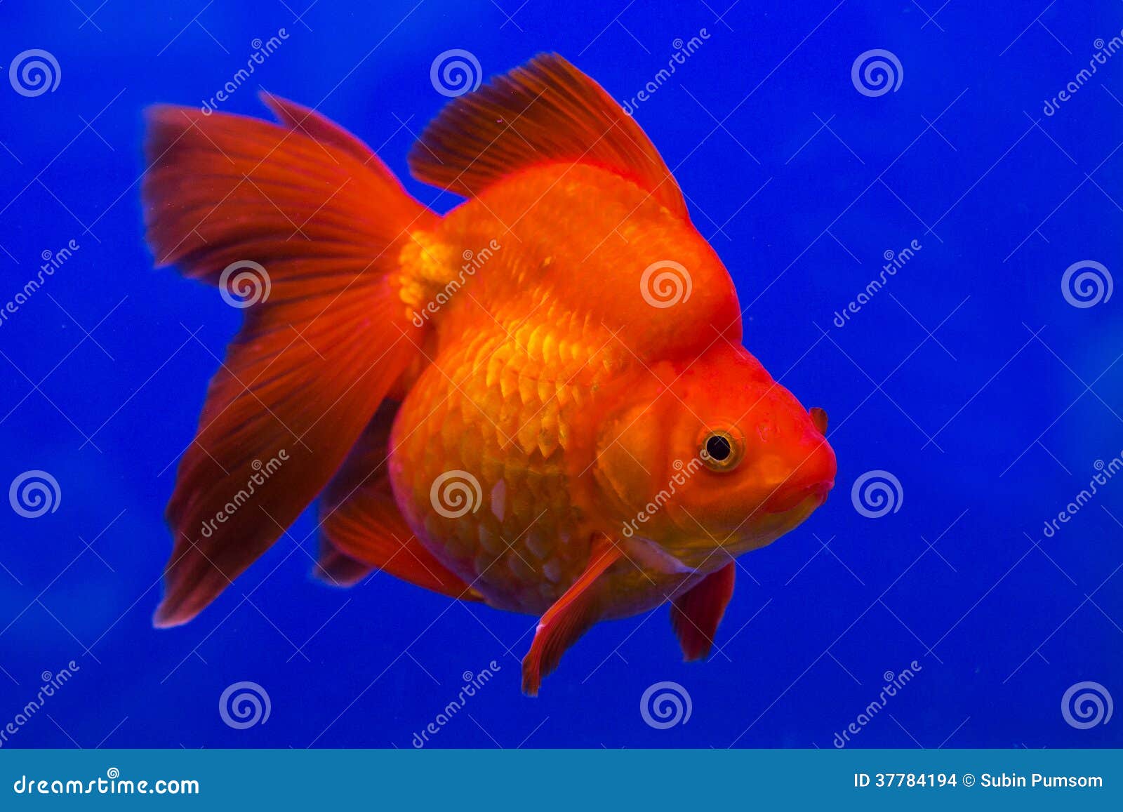Gold fish stock photo. Image of color, animal, gold, aquarium - 37784194