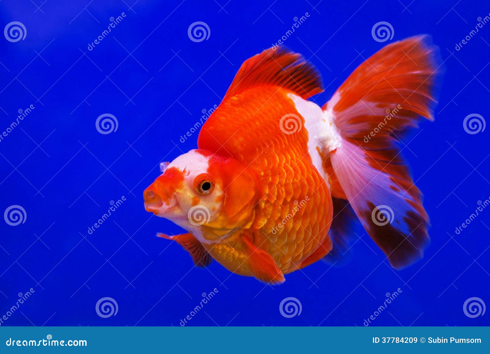 Gold fish stock image. Image of magic, gill, beautiful - 37784209