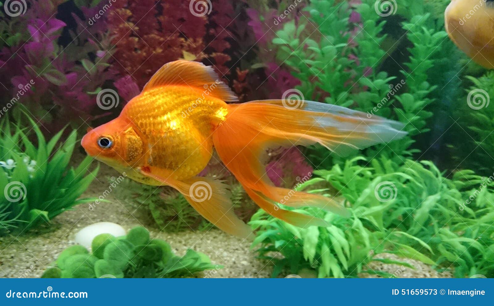 Gold fish stock image. Image of pearl, long, tail, gold - 51659573