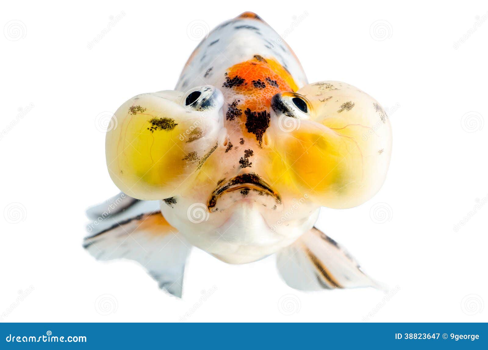 Bulging Eye Fish Royalty-Free Stock Photo | CartoonDealer.com #29310603