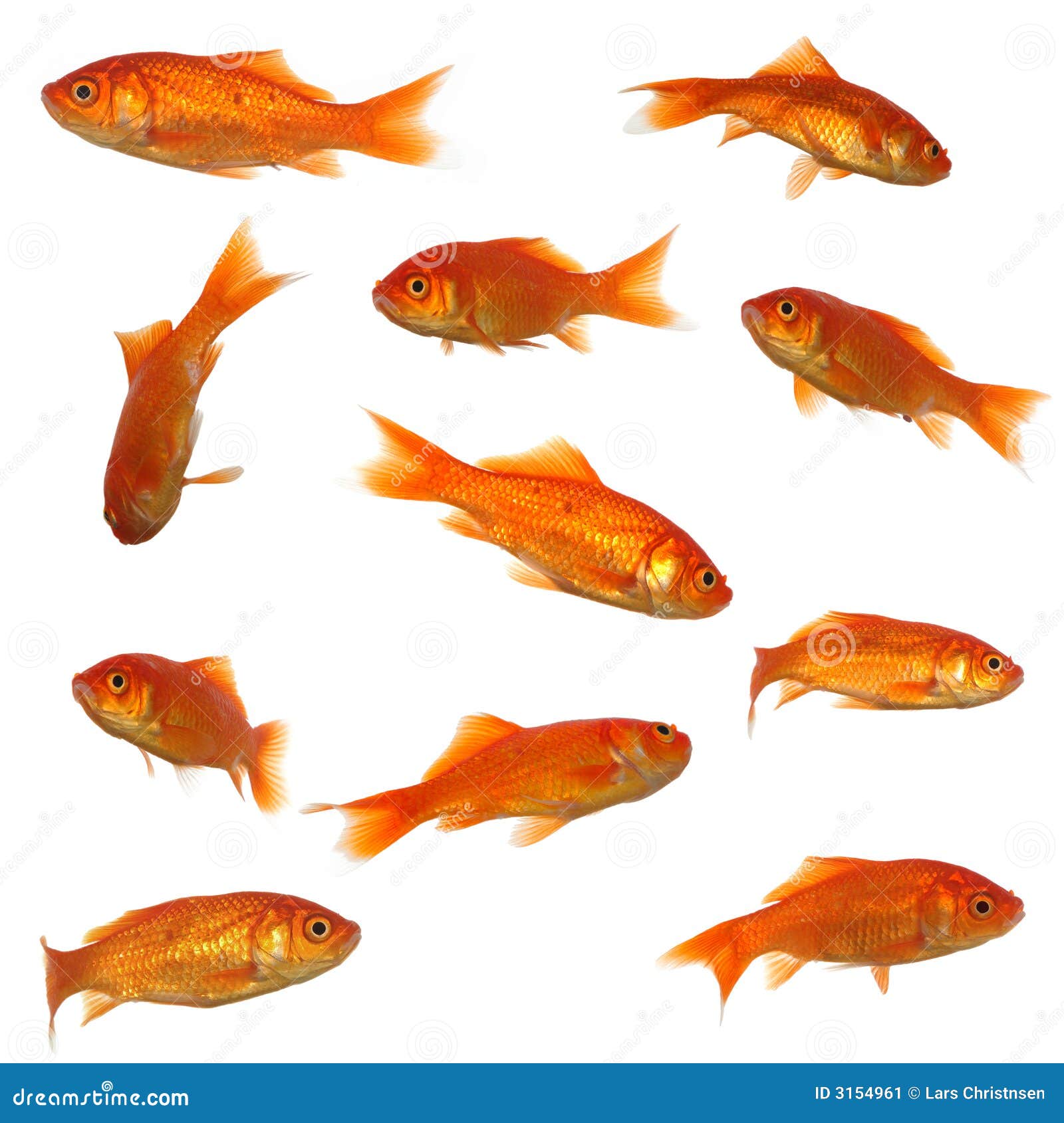 Gold fish collection stock image. Image of friendship - 3154961