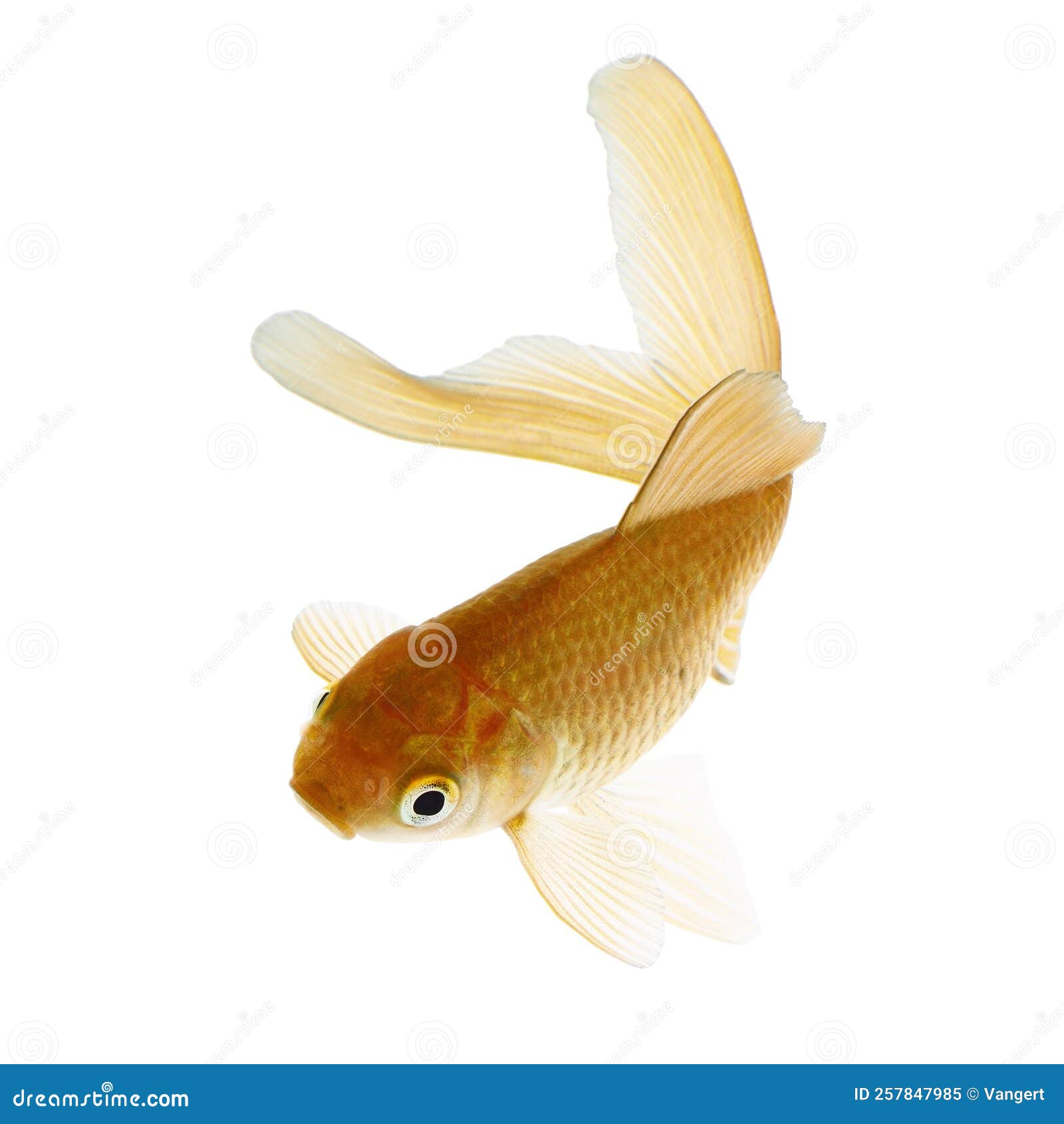 Comet Gold Fish on White Looks at You Stock Image - Image of colour ...