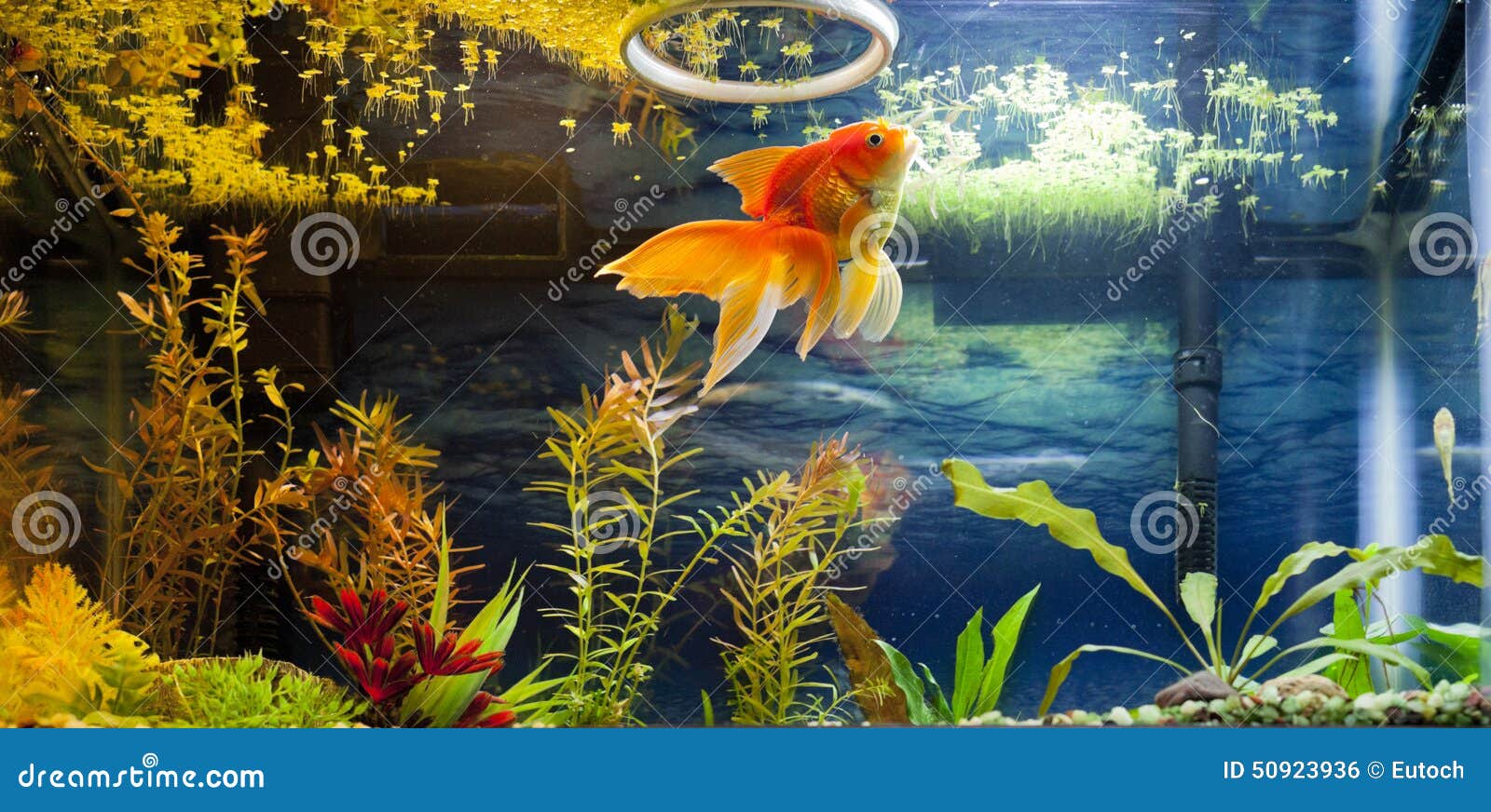 Gold Fish Feeding Time stock photo. Image of underwater - 50923936