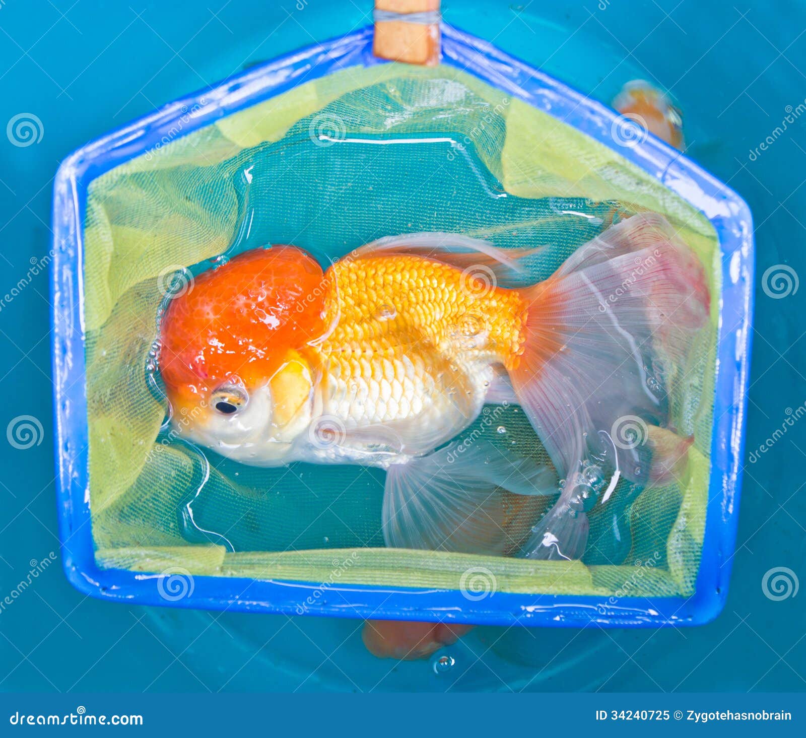 Gold Fish. stock image. Image of color, fishing, death - 34240725