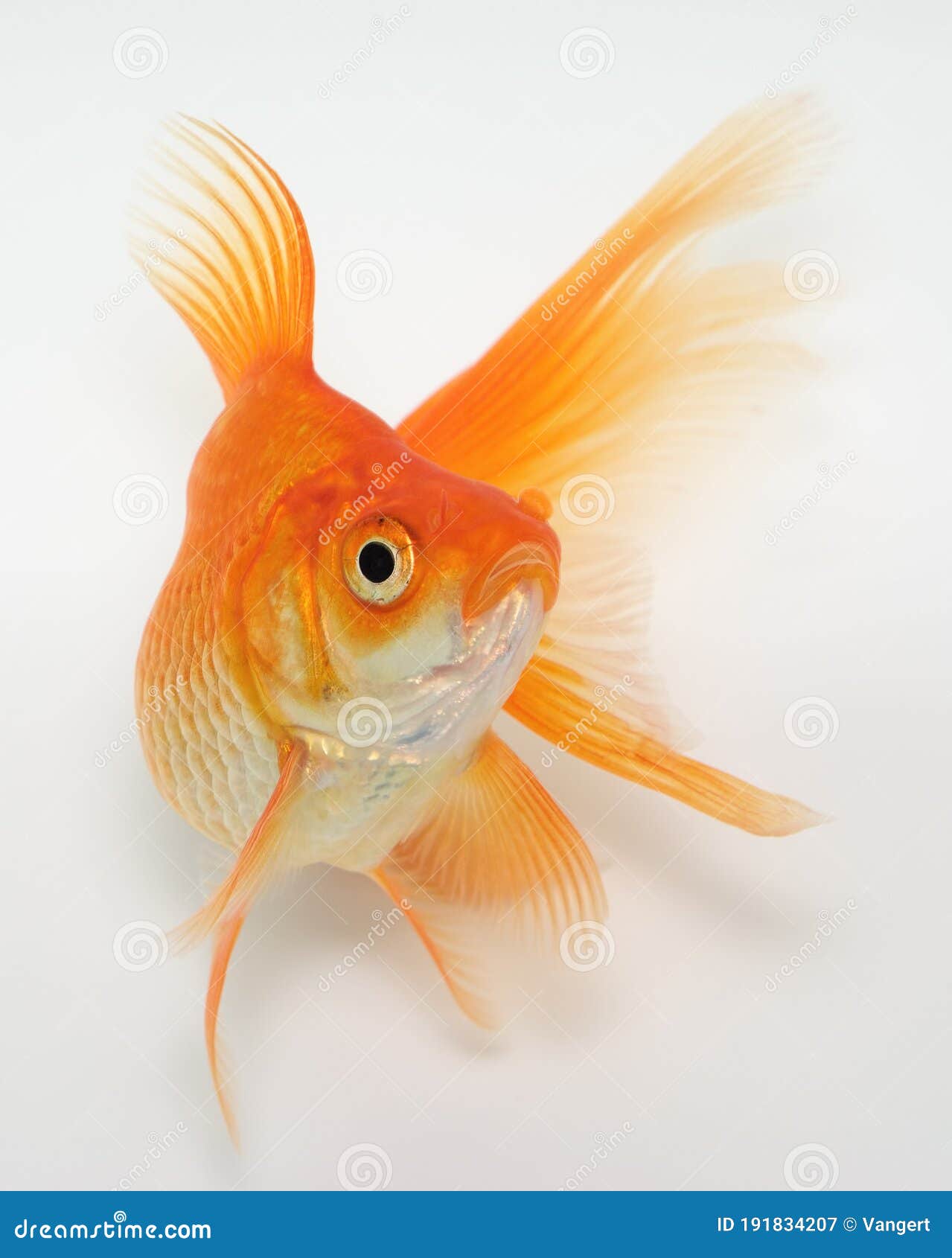 Funny Looking Goldfish