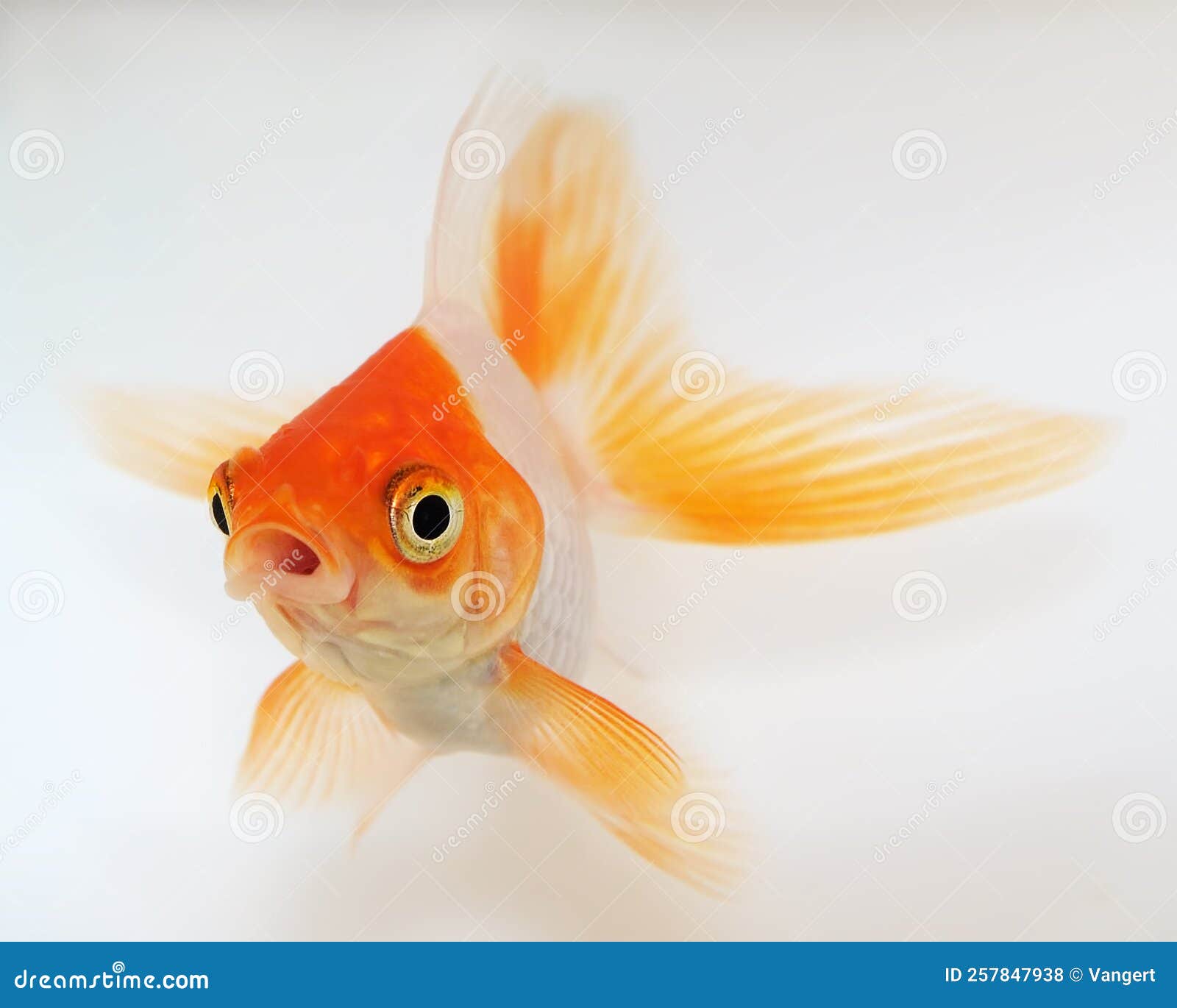 Goldfish on White in Aquarium Stock Photo - Image of funny, carassius ...