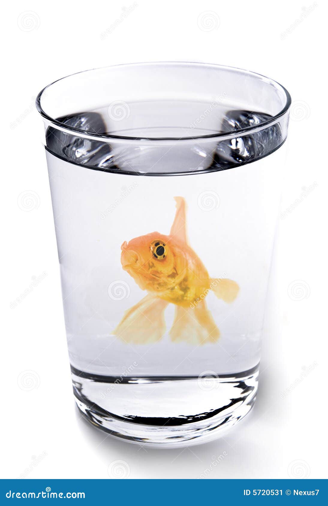 Gold Fish in a Glass stock image. Image of ecology, clear - 5720531