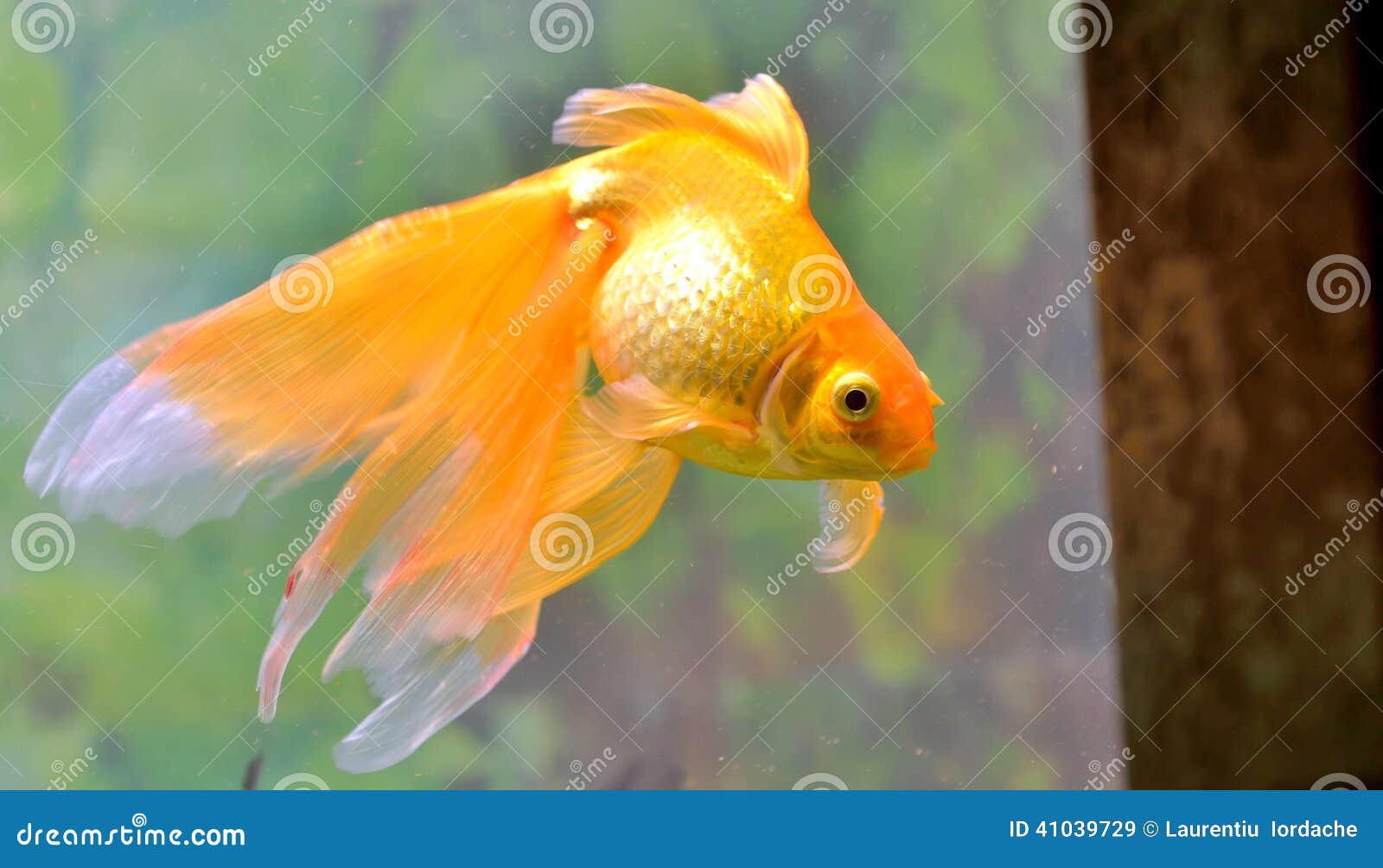 Gold fish (golden carp) stock image. Image of animal - 41039729