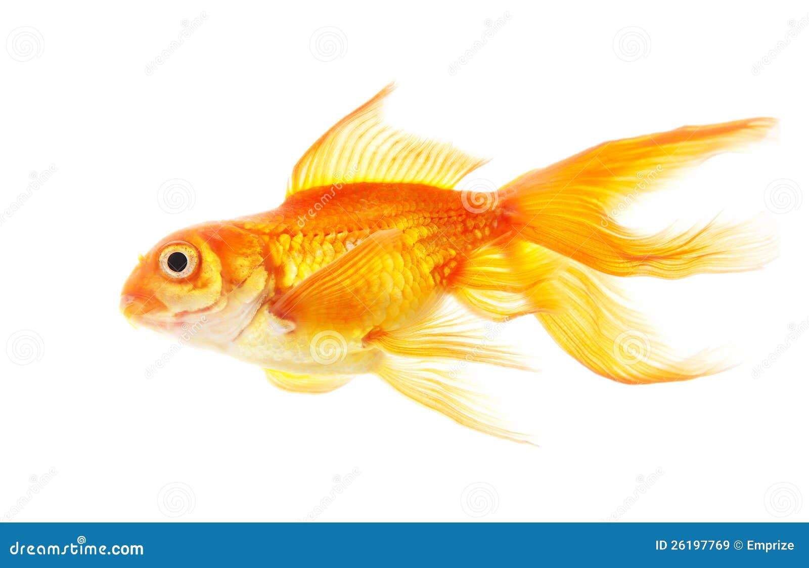 Gold Fish (golden Carp). Isolation on the White Stock Image - Image of ...