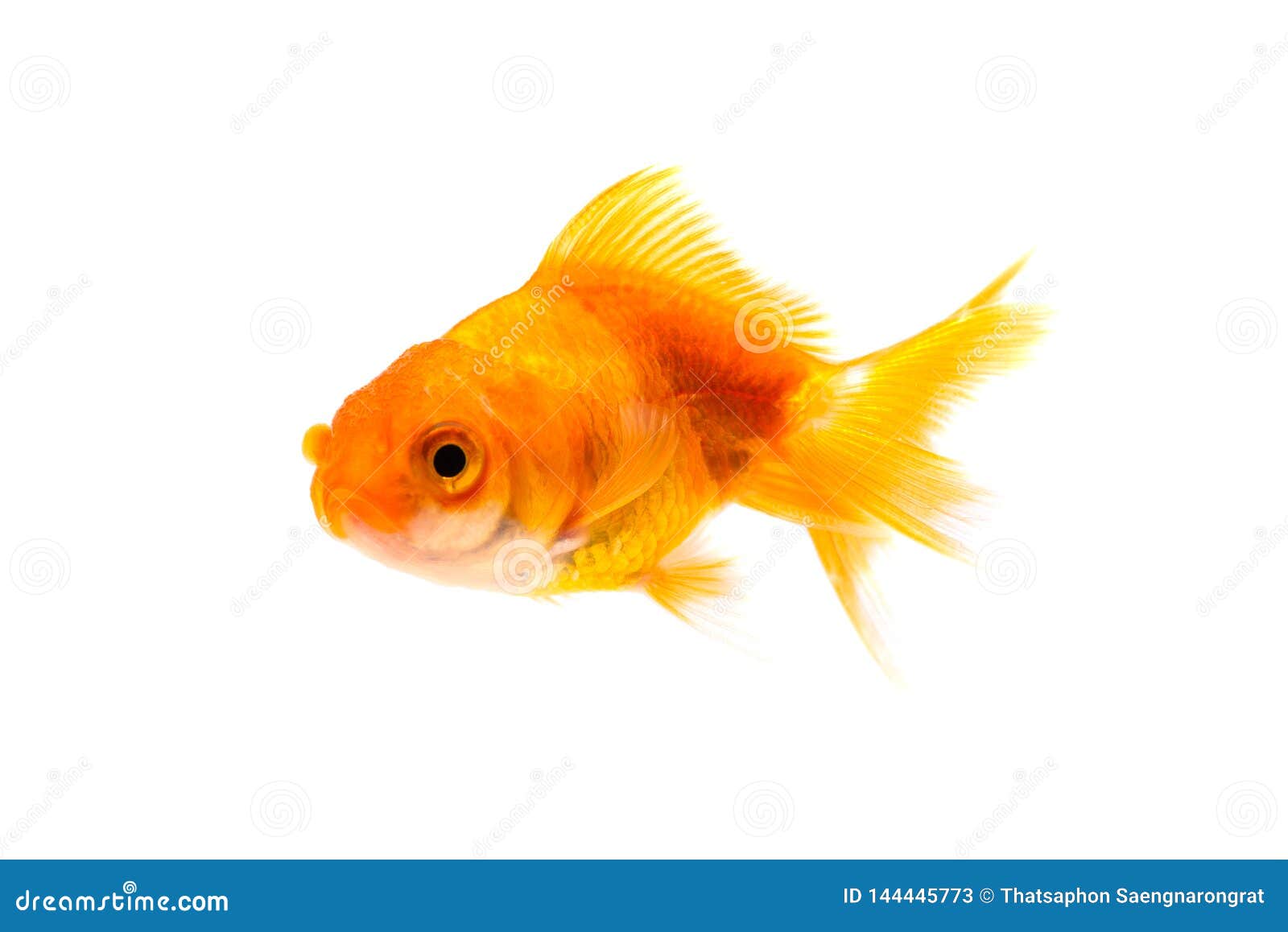 Gold Fish or Goldfish Isolated on White Background Stock Image - Image ...