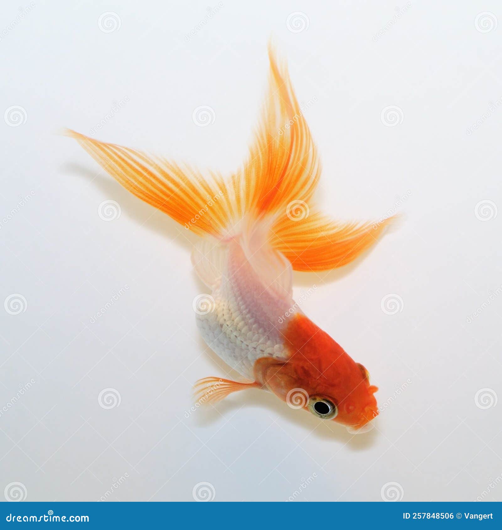 Goldfish Against the White Wall Stock Photo - Image of alone, head ...