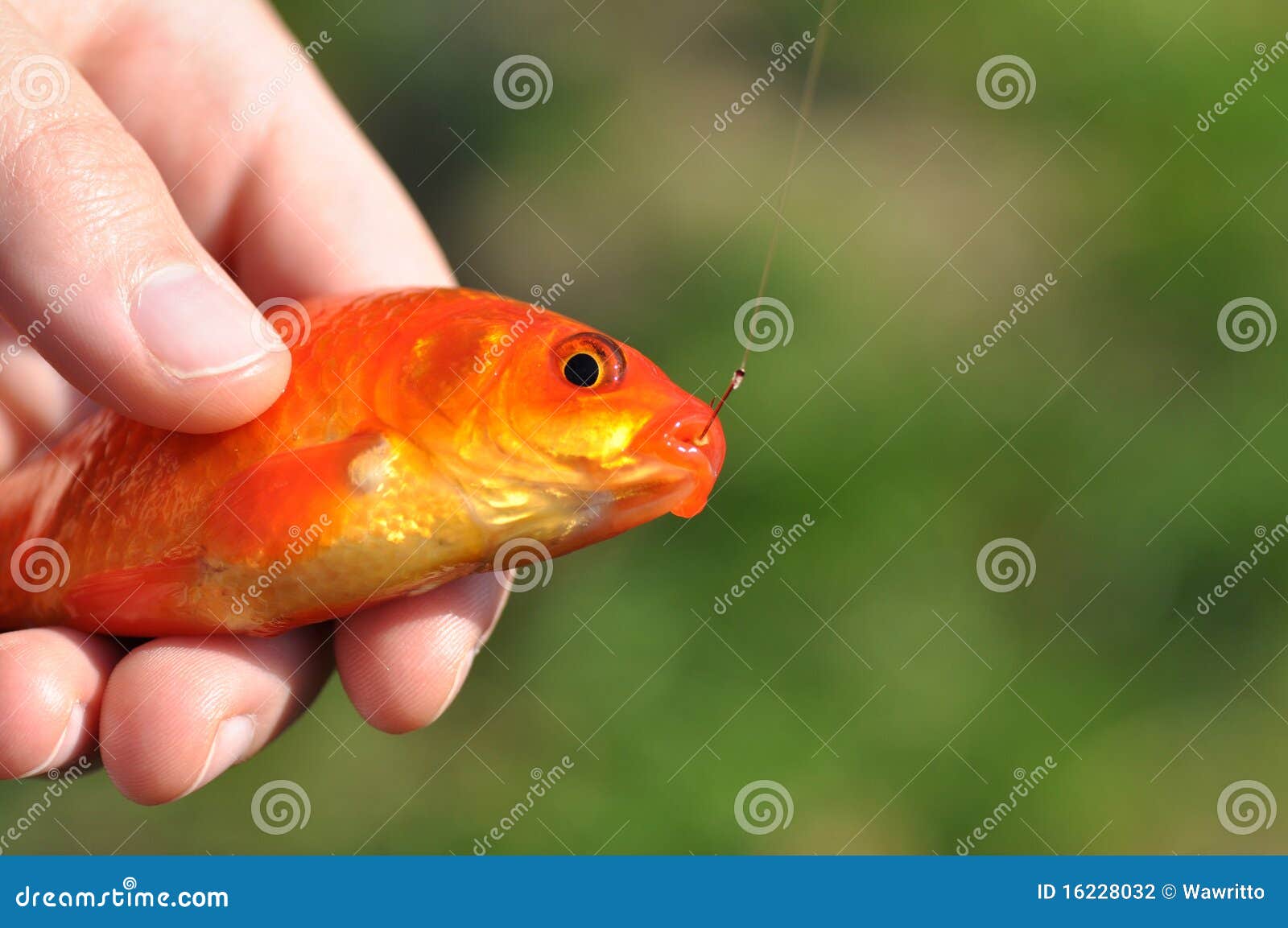 Gold fish in a hand stock photo. Image of closeup, catch - 16228032