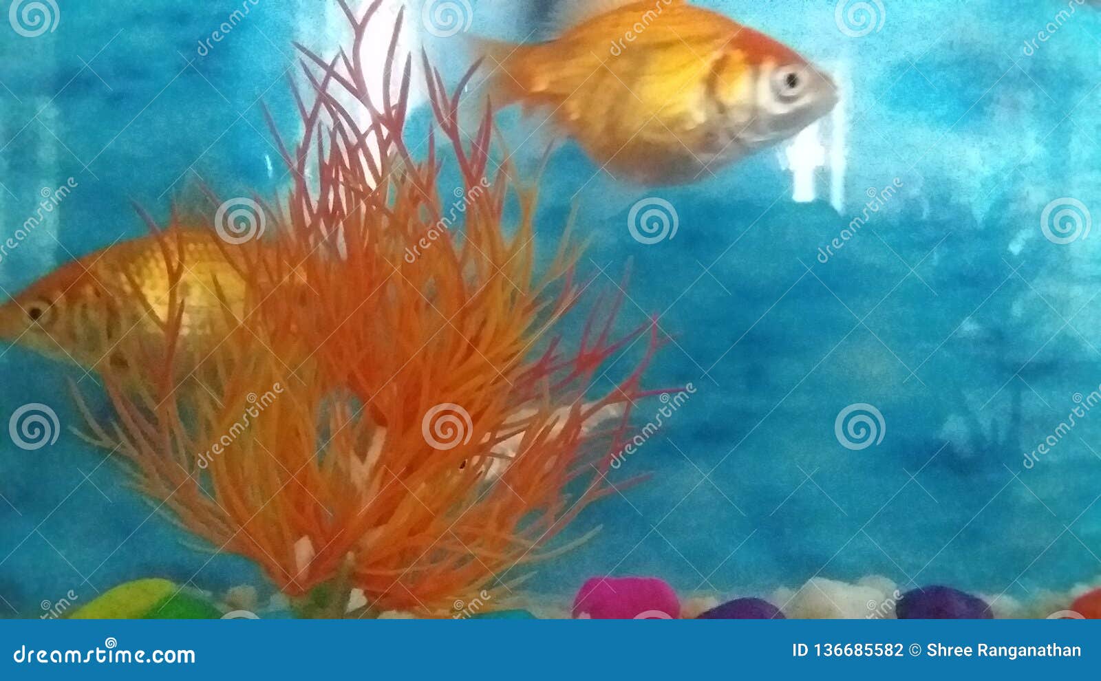 Gold fish stock photo. Image of fish, plant, gold, happy - 136685582