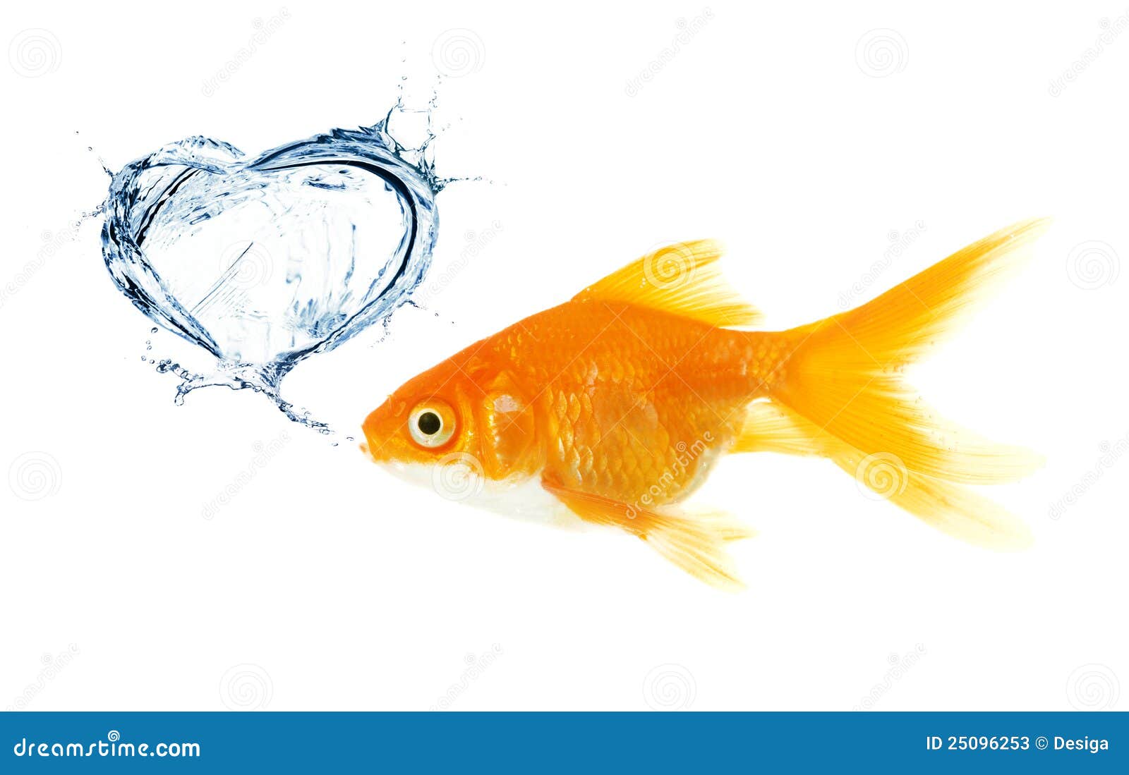 Gold Fish. Heart Made from Splash Stock Image - Image of copy, blue ...