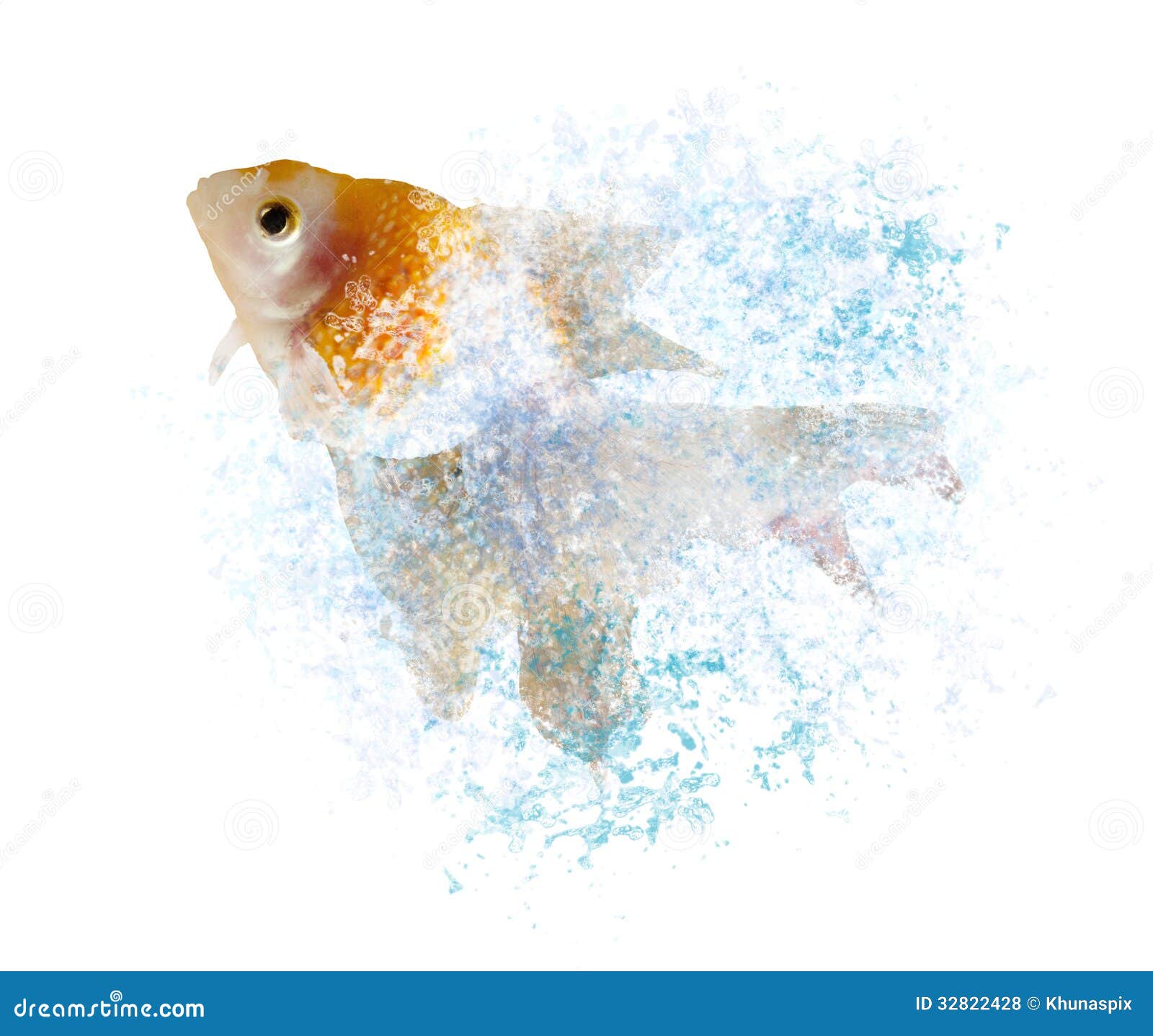 Gold Fish Hopping through Splashing Water Stock Photo - Image of tank ...
