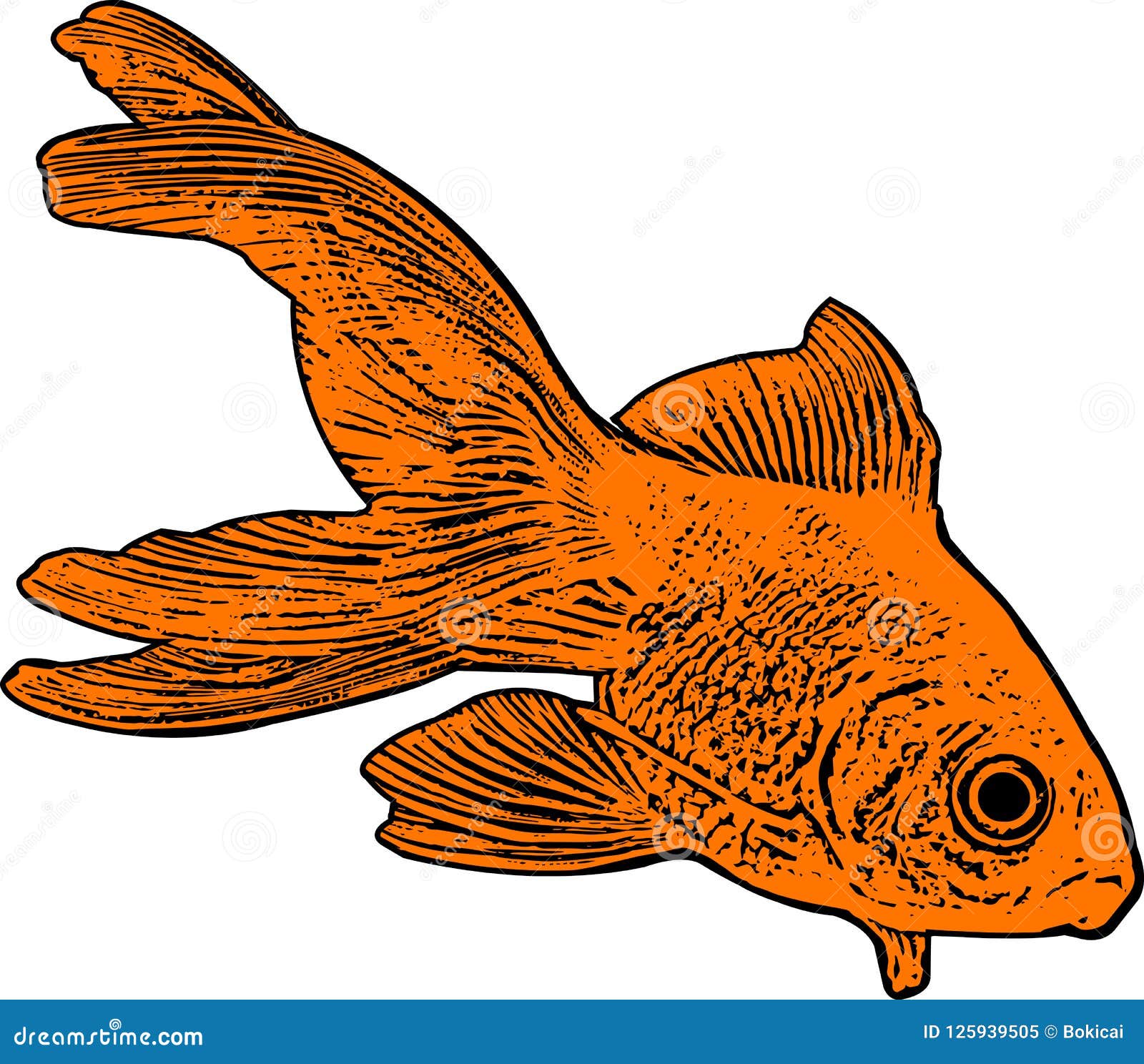 Gold fish illustration stock vector. Illustration of ichthyology ...