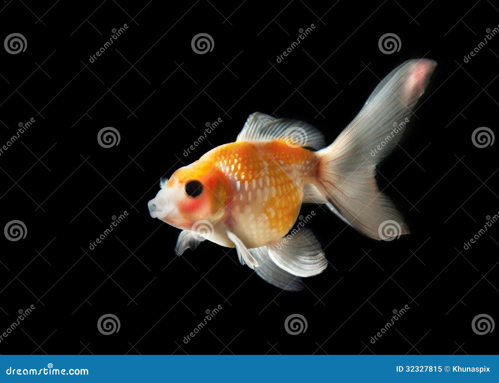 Gold Fish Isolated on Black Stock Image - Image of tropical, eyes: 32327815
