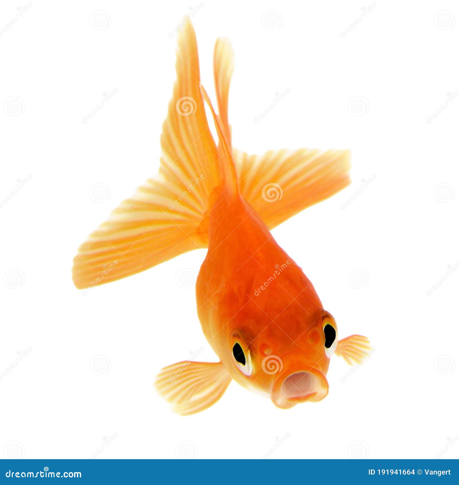 Gold Fish on White stock photo. Image of aquarium, white - 191941664