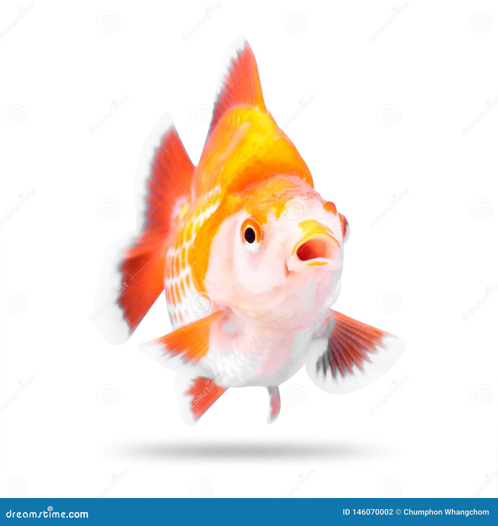 Emotion Concept Isolated On White Royalty-Free Stock Photography ...