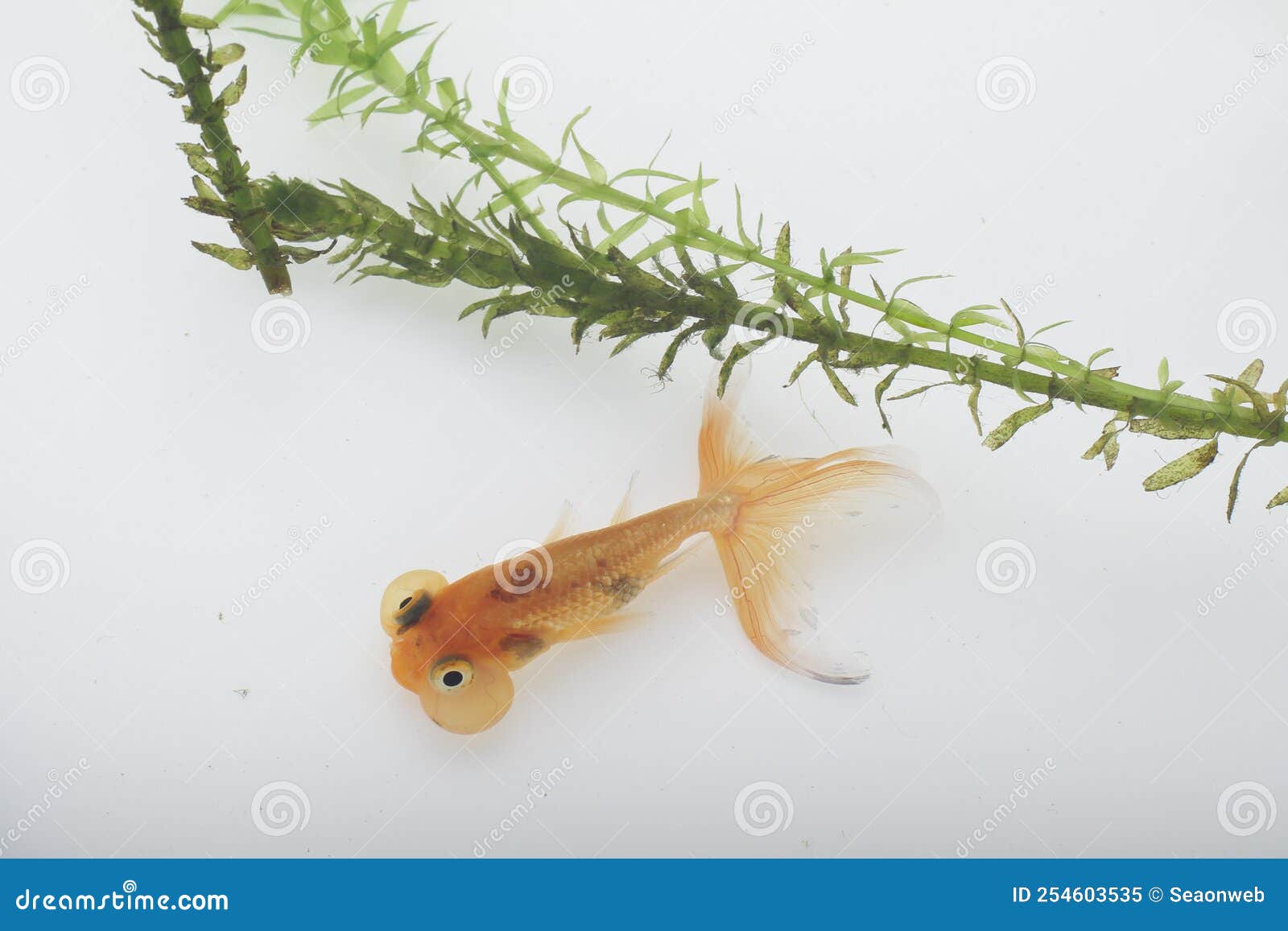 The Gold Fish Isolated on White at White Board Stock Image - Image of ...